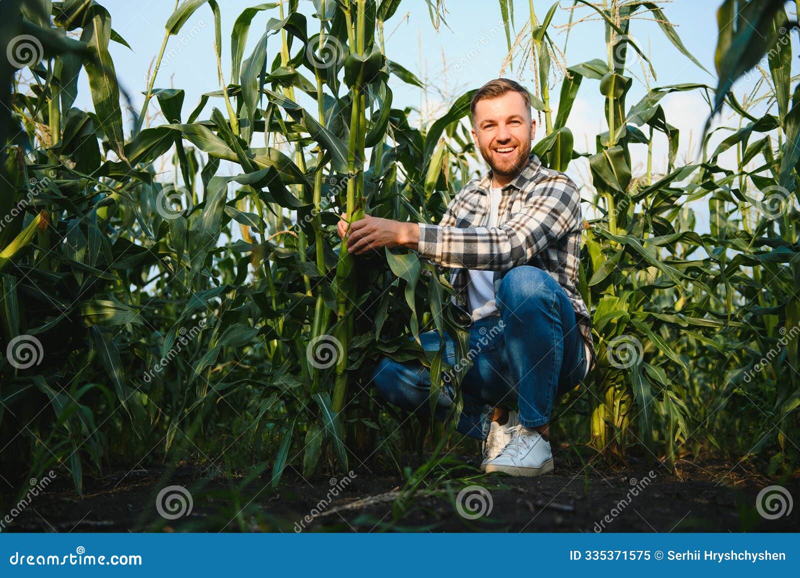 Happy Farmer is Standing in His Growing Corn Field and Examining Crops ...