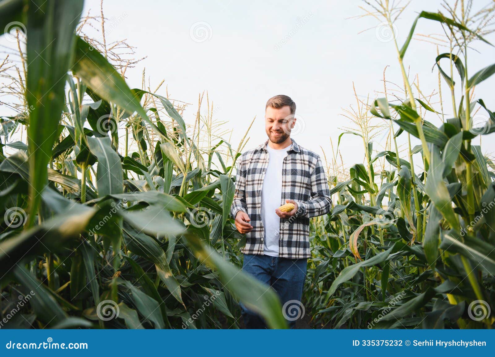 Happy Farmer is Standing in His Growing Corn Field and Examining Crops ...