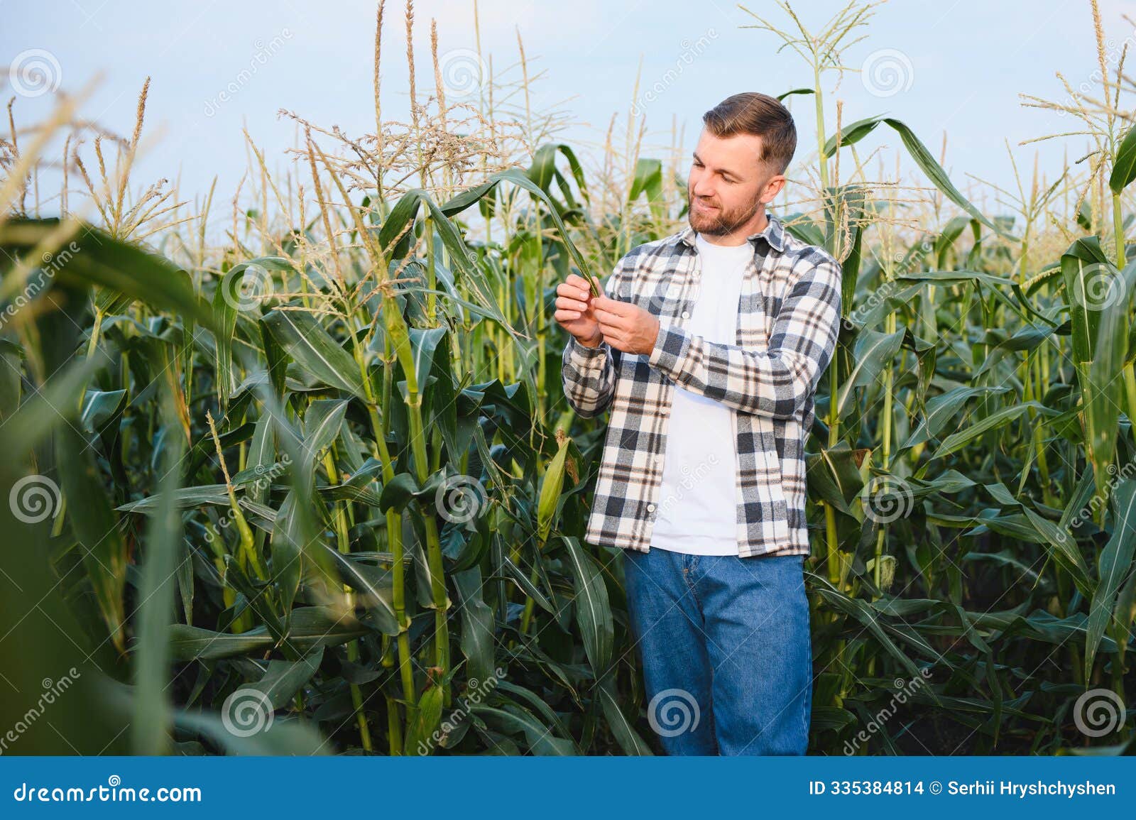 Happy Farmer is Standing in His Growing Corn Field and Examining Crops ...