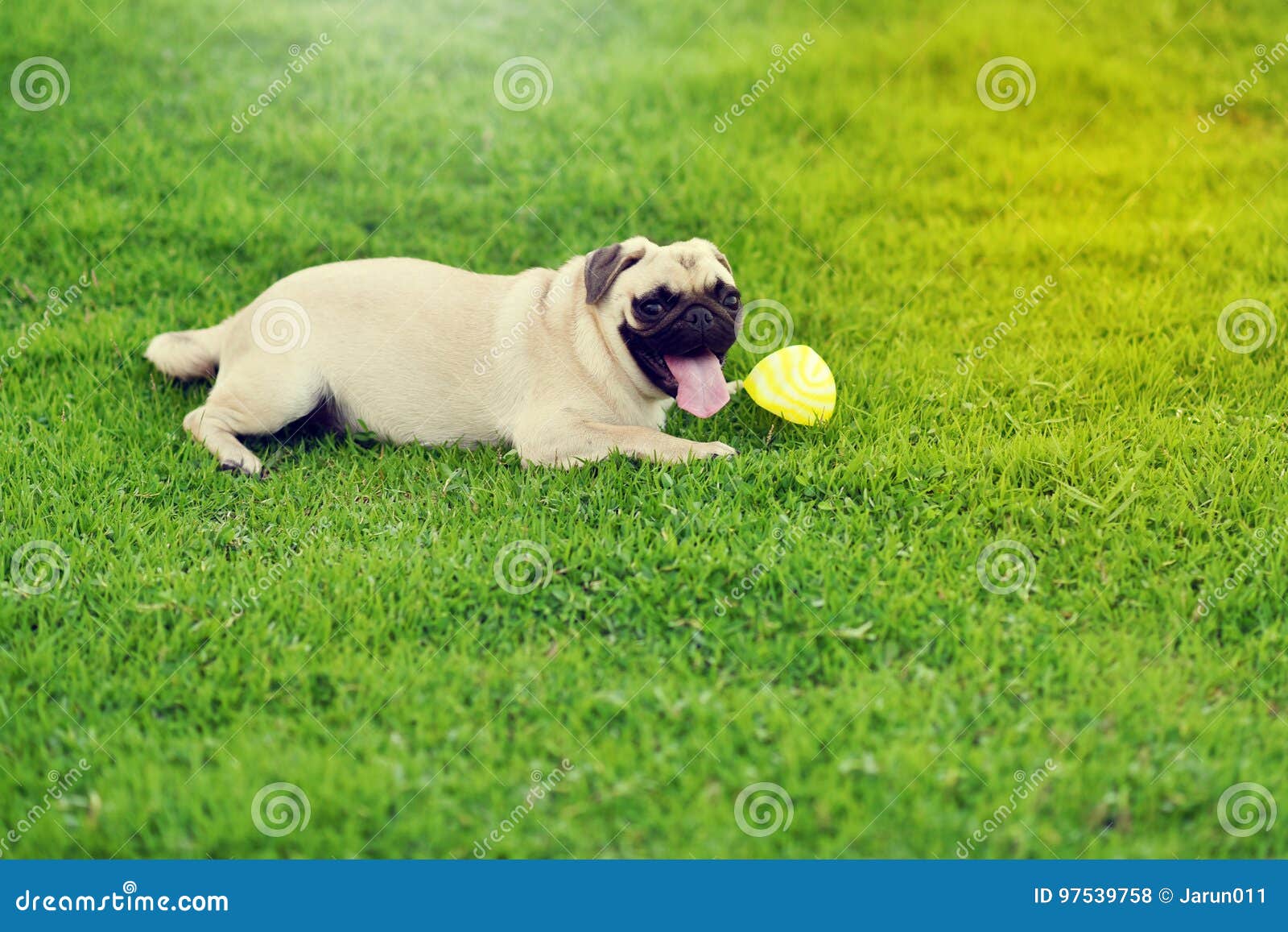 Happy fat Pug stock photo. Image of purebred, canine - 97539758