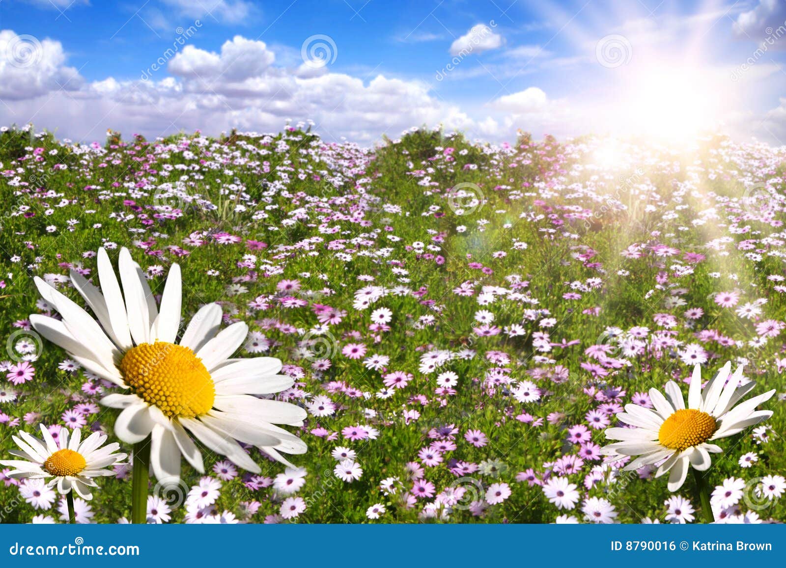 Happy Field of Colorful Daisies with Bright Sun Fl Stock Photo - Image ...