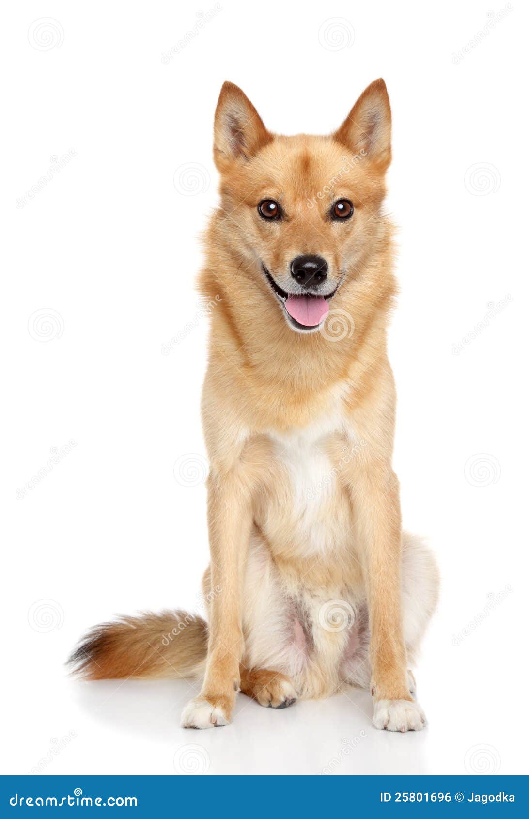 Finnish Spitz Husky Mix