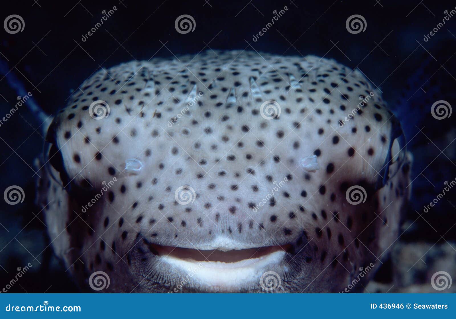 Happy Fish stock photo. Image of cheerful, beam, mouth - 436946