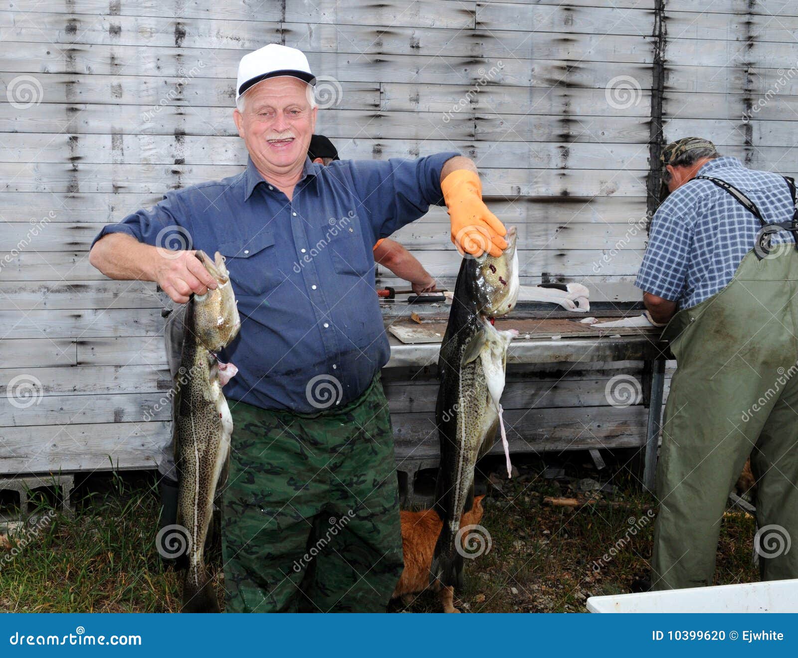 Happy fisherman with cod stock photo. Image of cleaning - 10399620