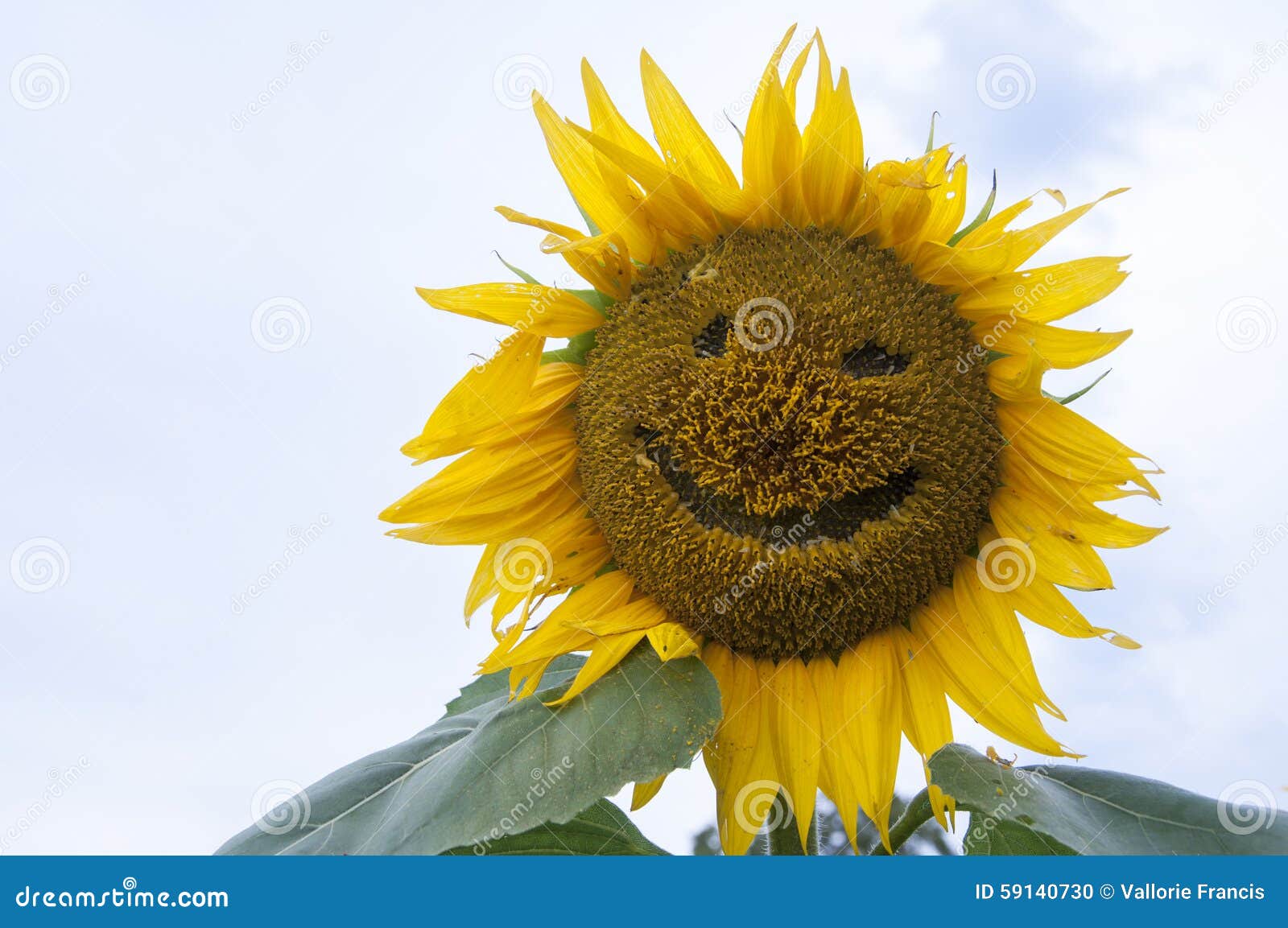 Happy flower stock photo. Image of optimistic, seeds - 59140730