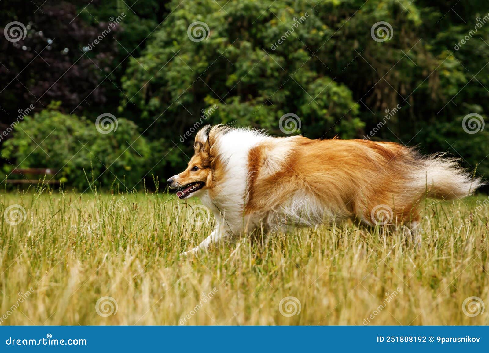 Happy Fluffy Dog Running Fast on the Summer Meadow. Stock Photo - Image ...