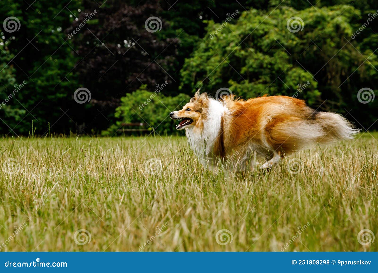 Happy Fluffy Dog Running Fast on the Summer Meadow. Stock Photo - Image ...
