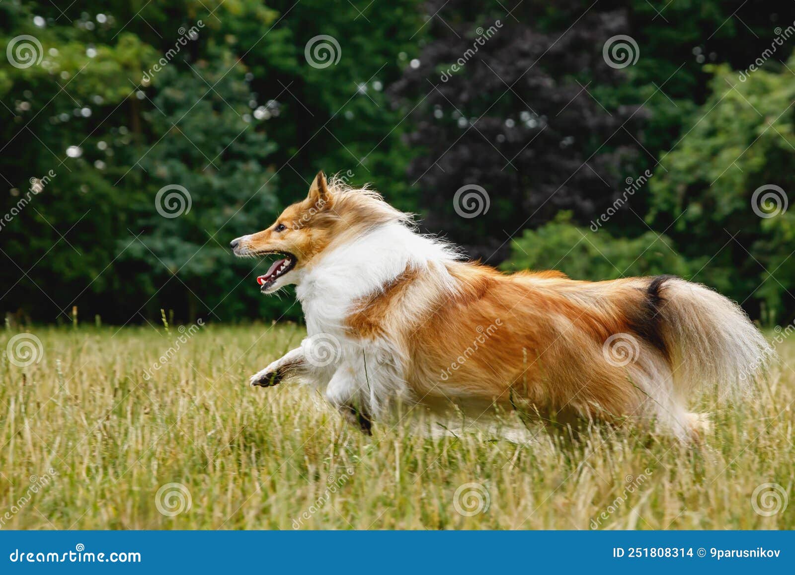 Happy Fluffy Dog Running Fast on the Summer Meadow. Stock Photo - Image ...
