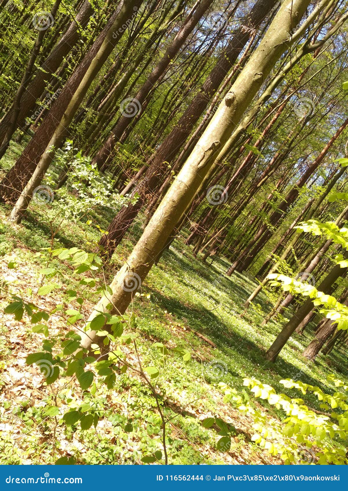 Happy Forest stock photo. Image of tree, flora, forest - 116562444