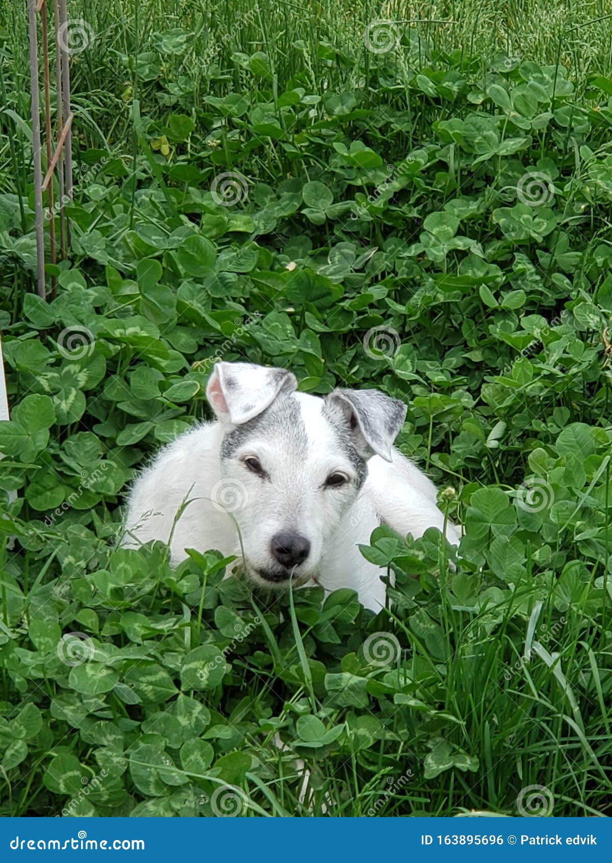 Happy stock photo. Image of leaf, four, happy, clover - 163895696