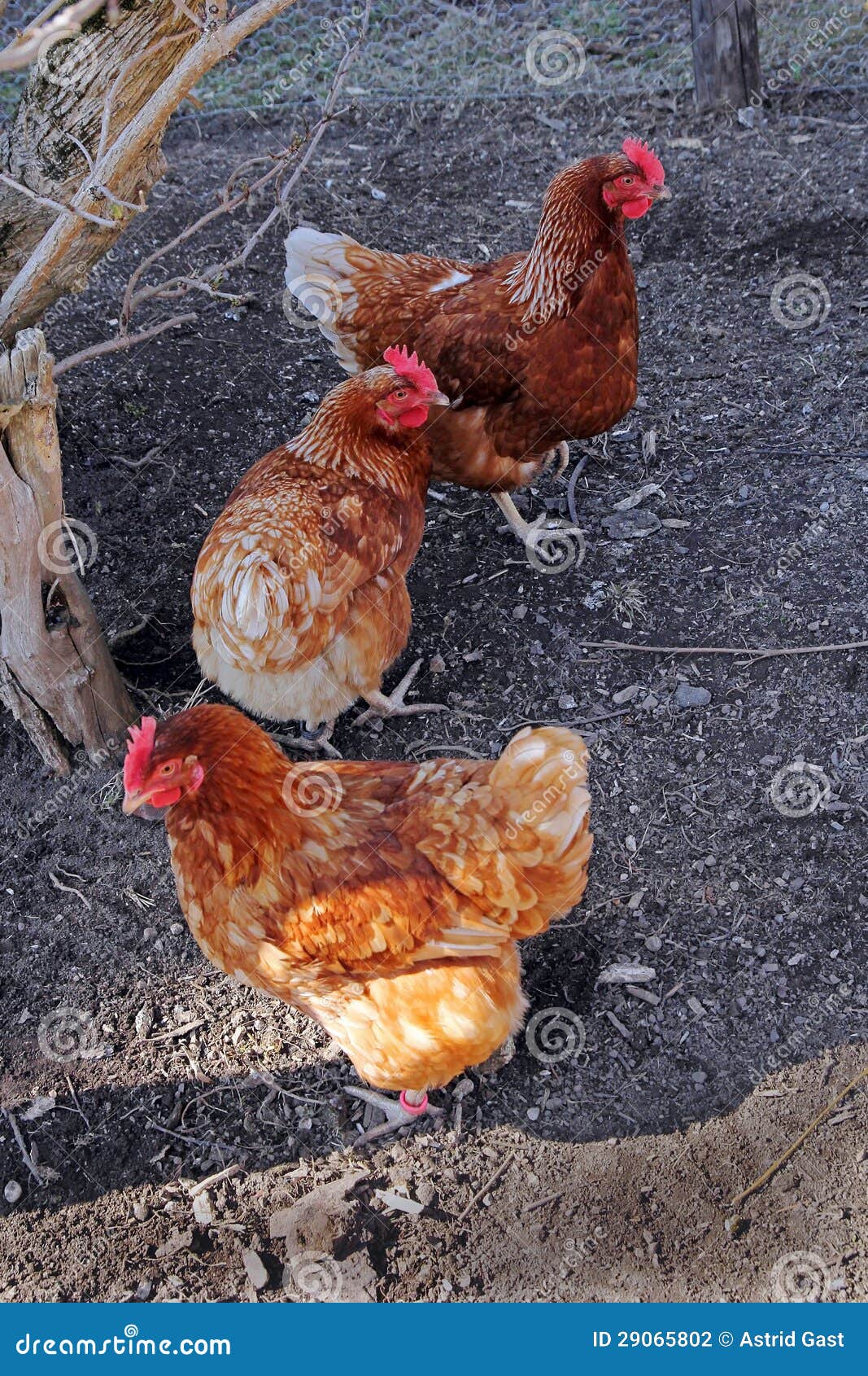 Happy Free Range Chickens Stock Photography | CartoonDealer.com #29065802