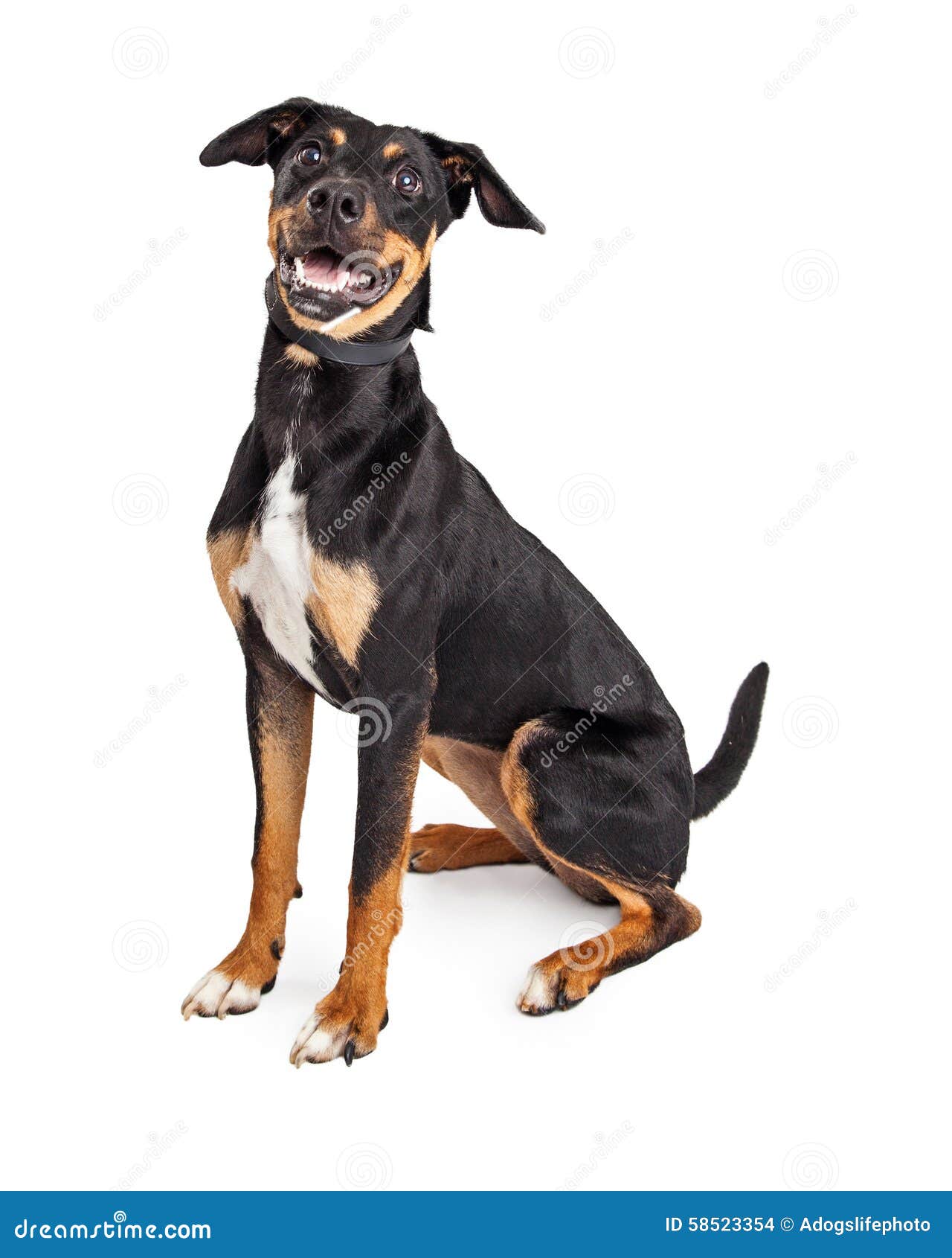 Happy and Friendly Hound Crossbreed Dog Stock Photo - Image of canine ...