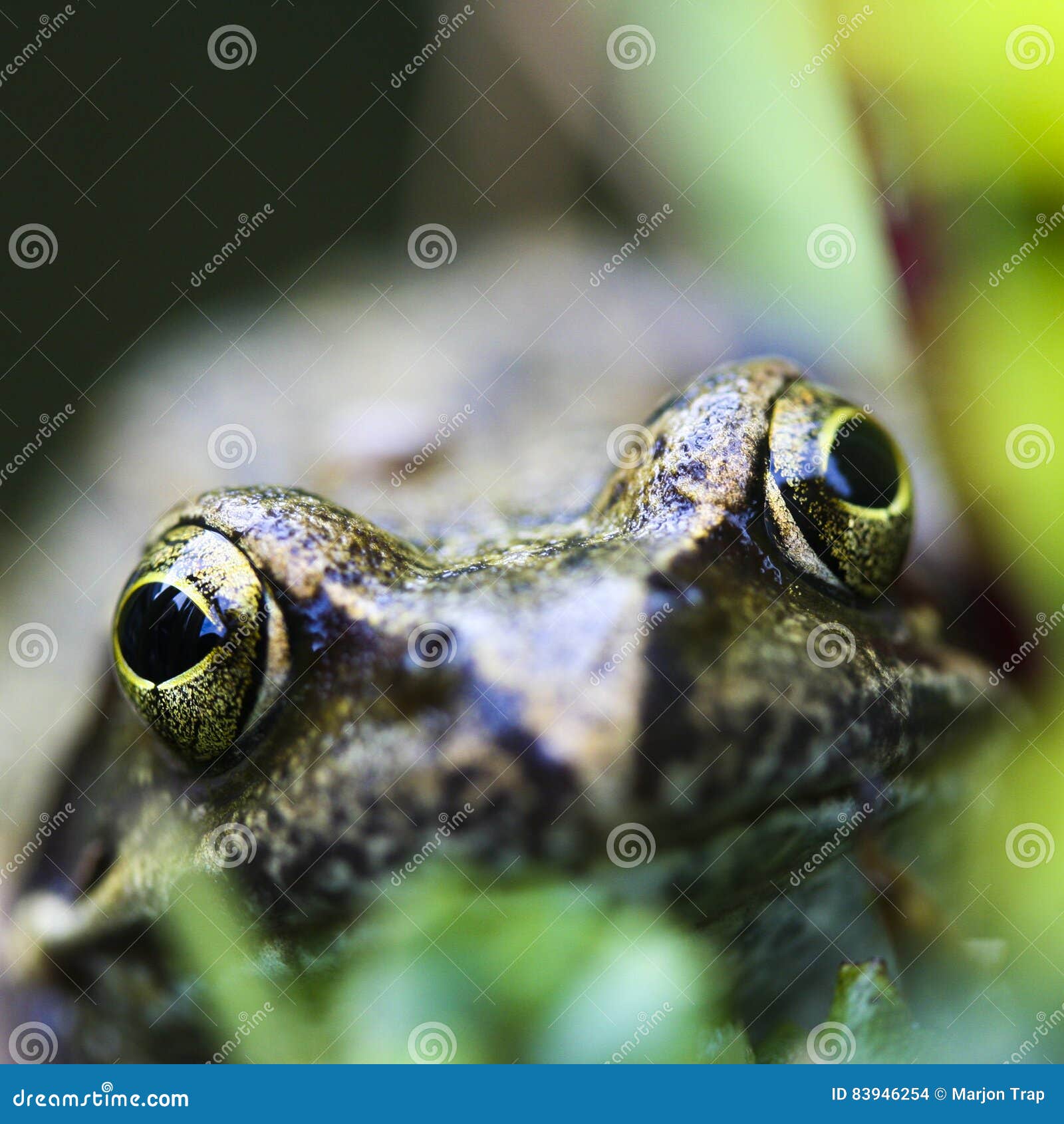Curious Frog On A Big Green Leaf Stock Photo | CartoonDealer.com #14541012