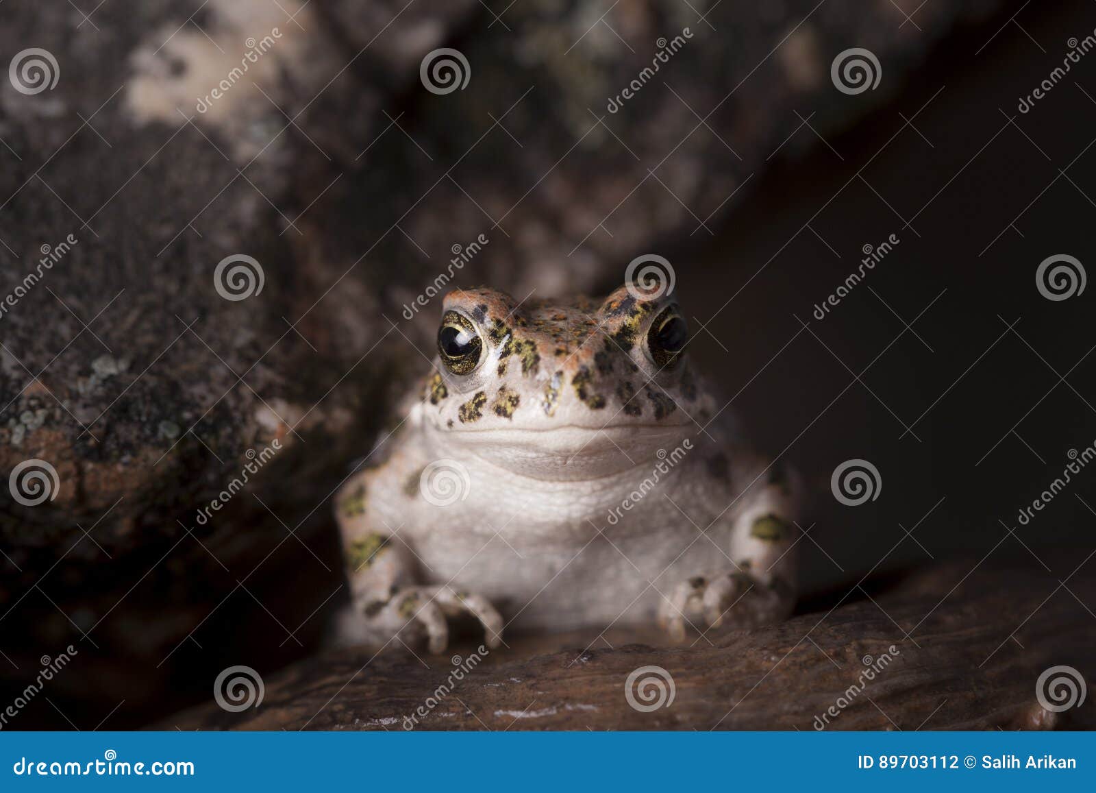 Happy Frog Looking between Rocks Stock Photo - Image of looking ...