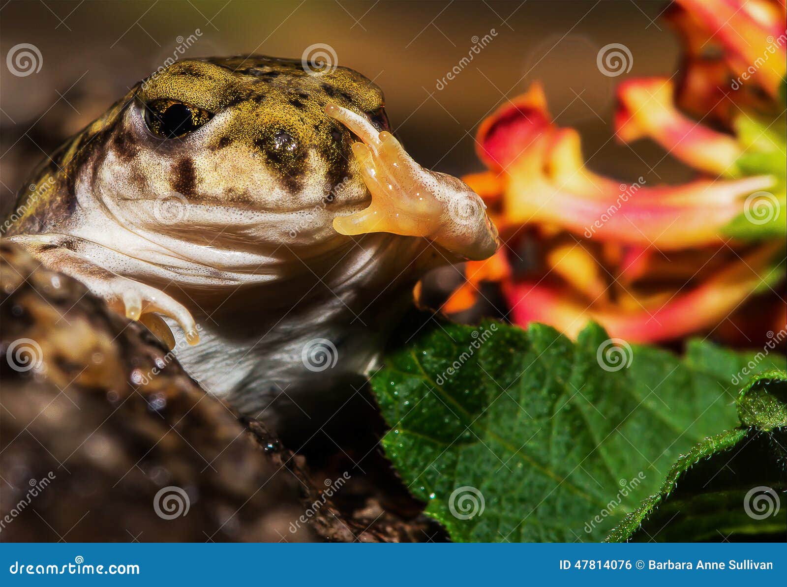Happy Frog Waves Hello stock photo. Image of park, daytime - 47814076