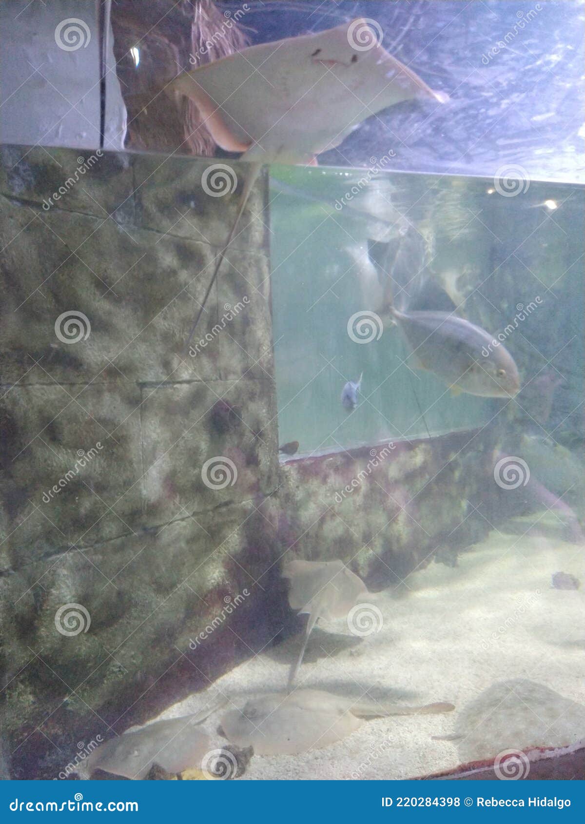 Happy fun stingray stock photo. Image of screenshot - 220284398