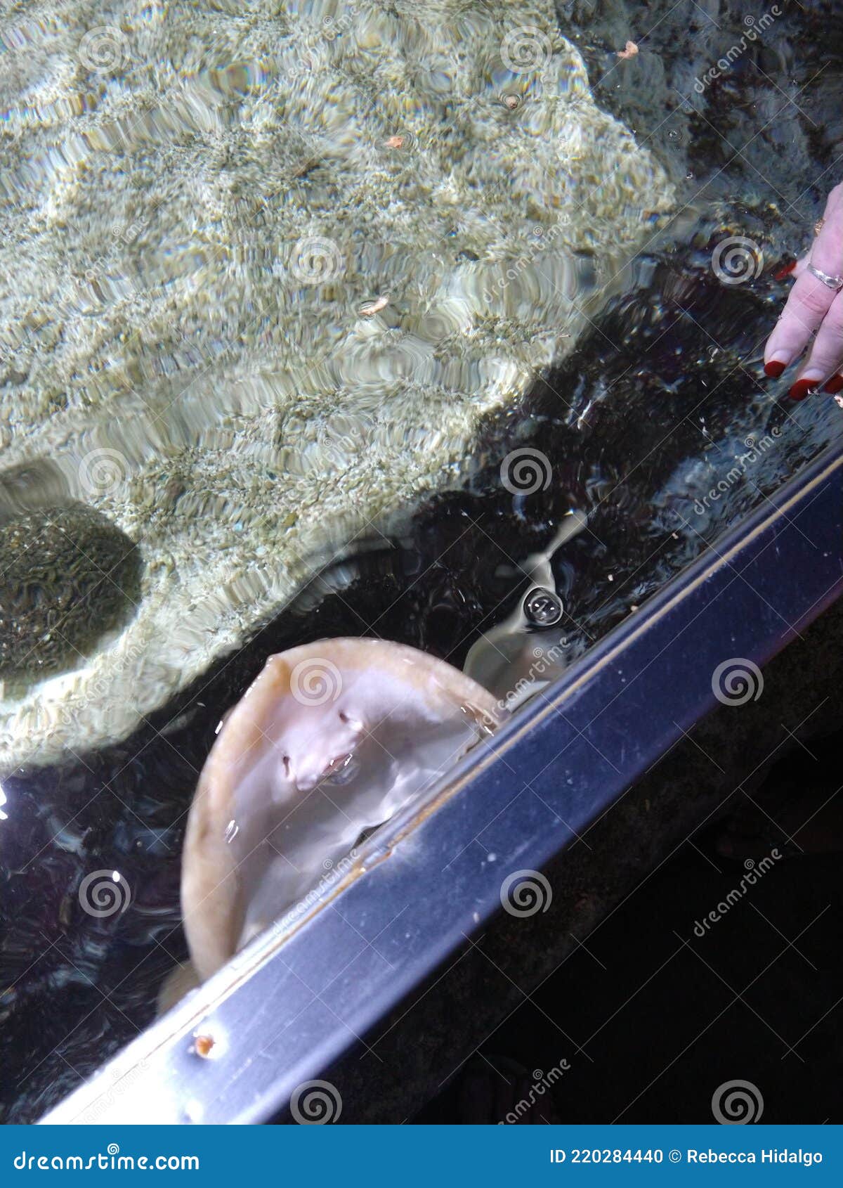 Happy fun stingray stock photo. Image of food, wildlife - 220284440