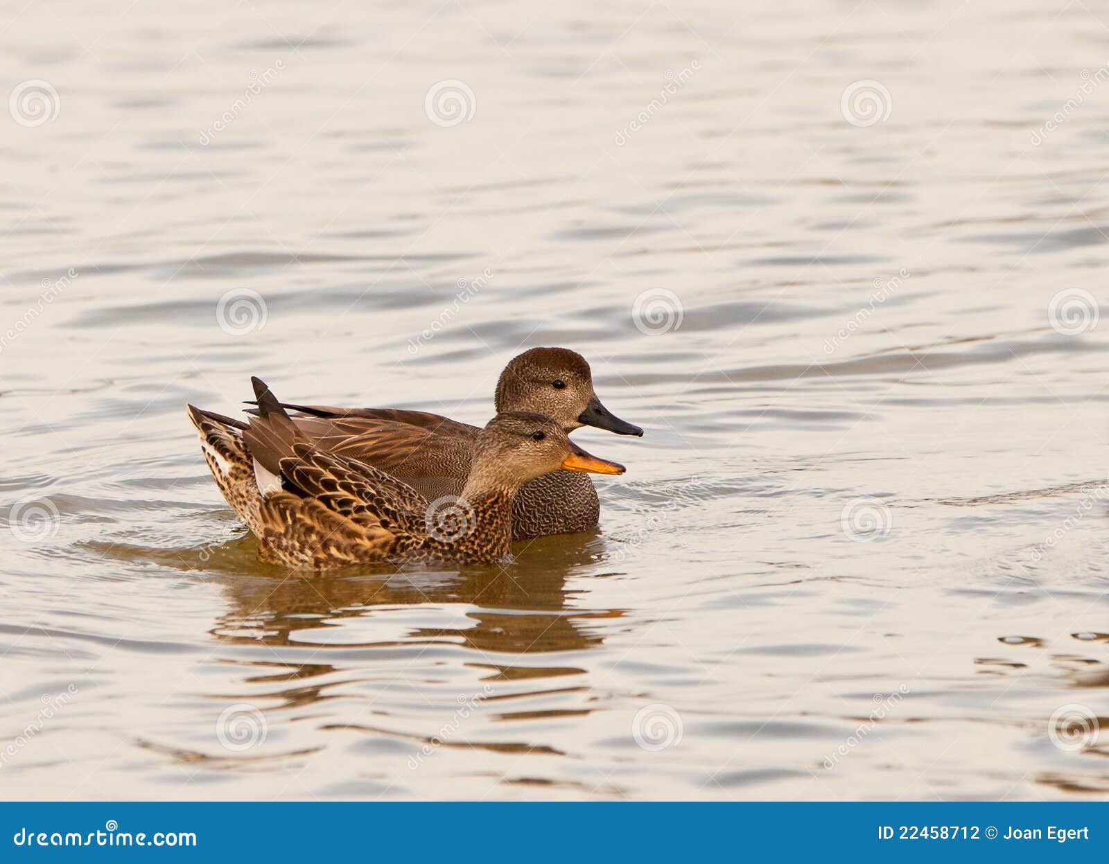 The happy Gadwall couple stock photo. Image of anatidae - 22458712