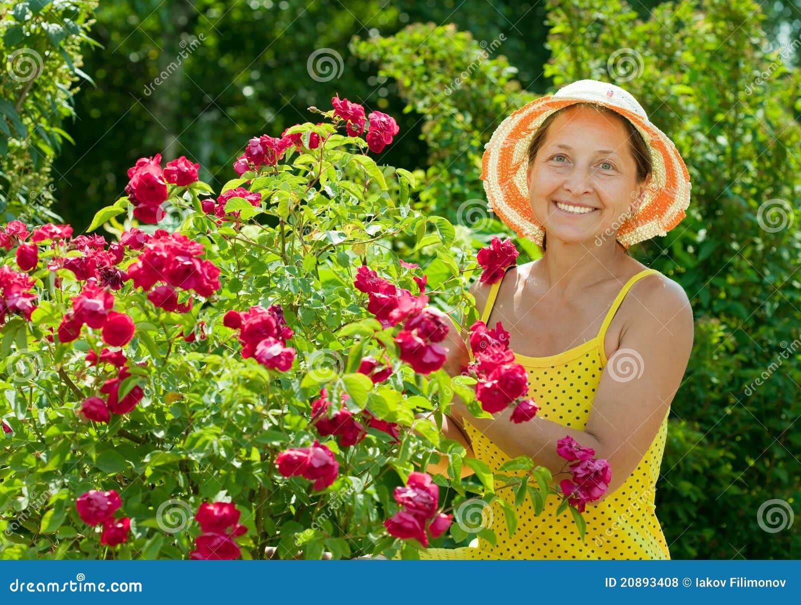 Happy Gardener in Roses Plant Stock Photo - Image of active, outdoor ...