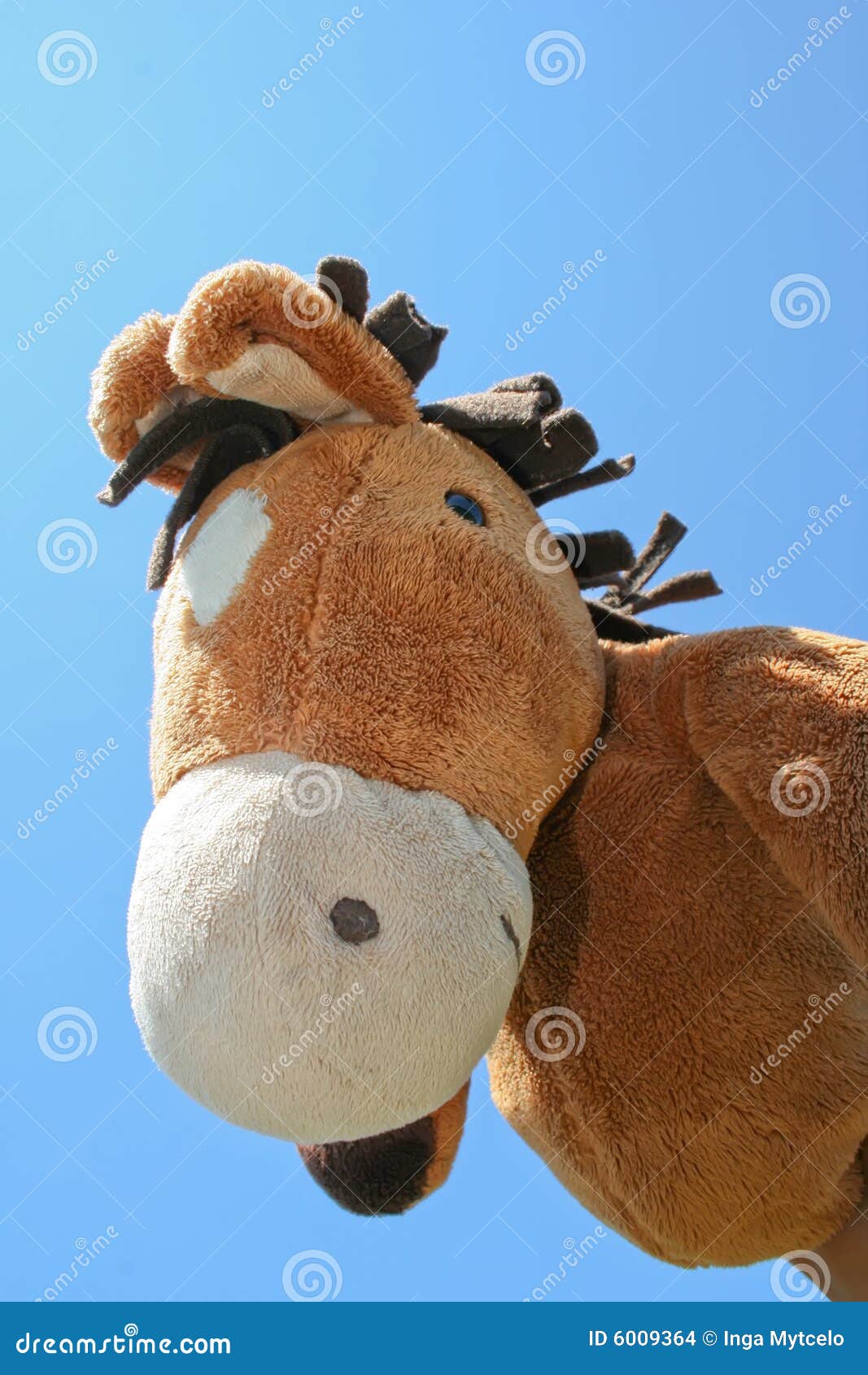 Happy gee-gee stock photo. Image of named, brown, horse - 6009364