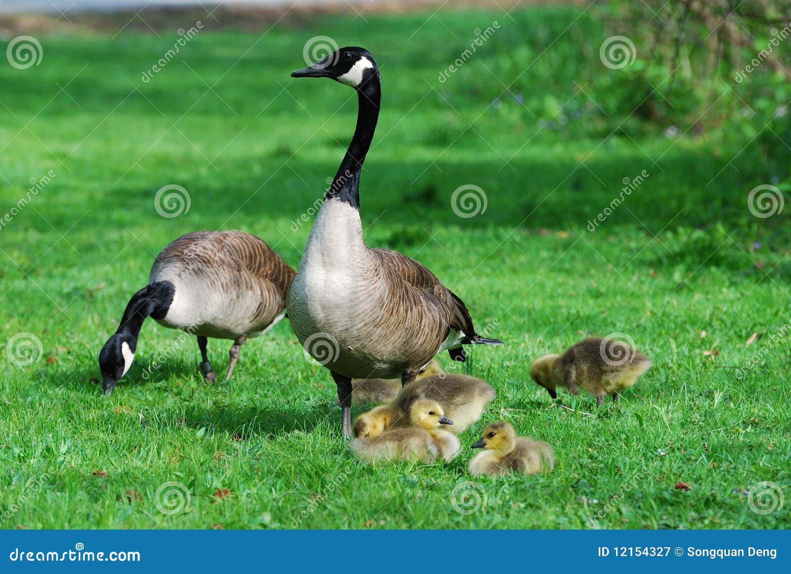 Happy Geese Family stock image. Image of animal, feeding - 12154327