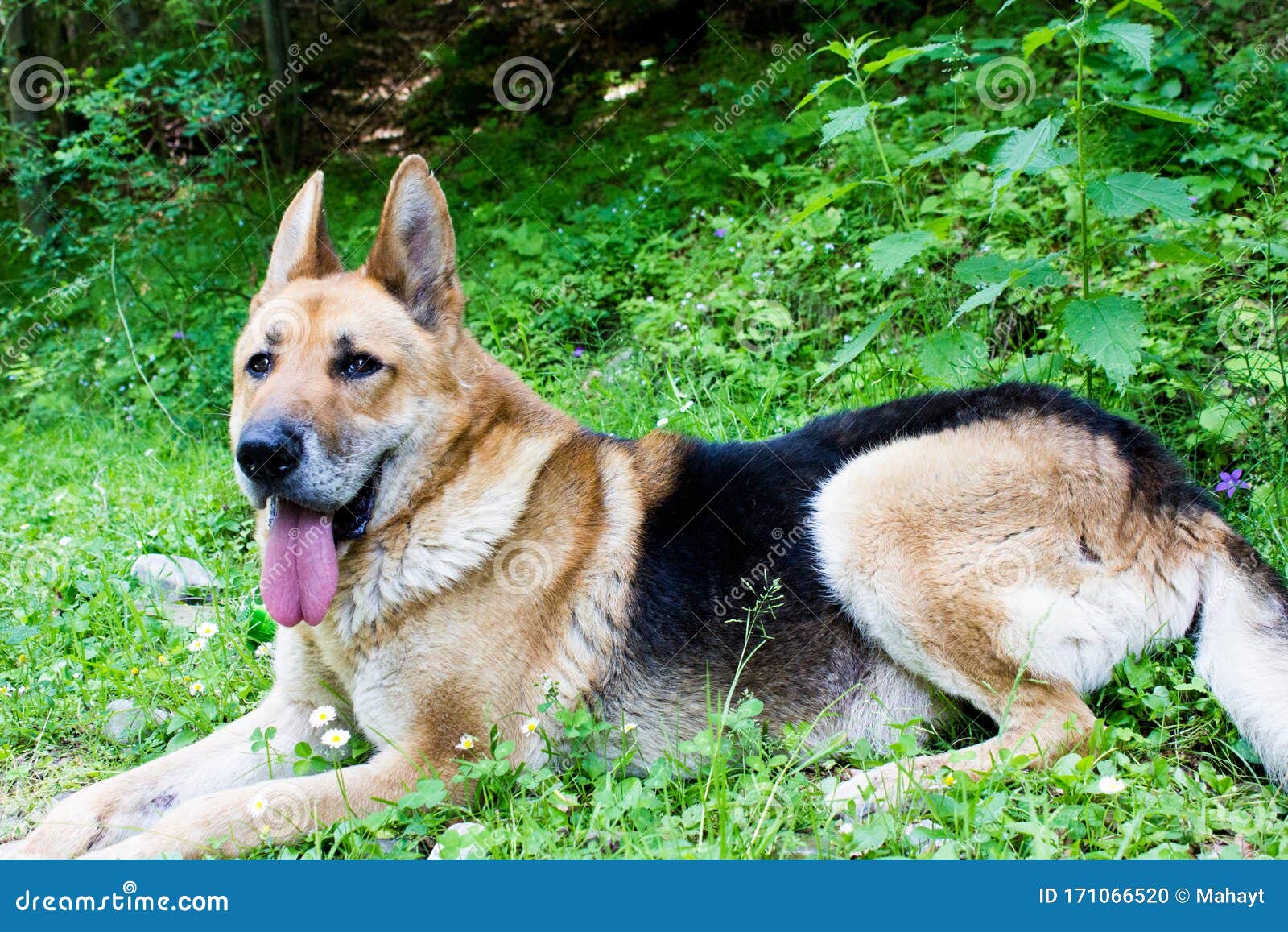 Happy German Shepherd Dog Laying Down on Grass. Beautiful Spring Day ...
