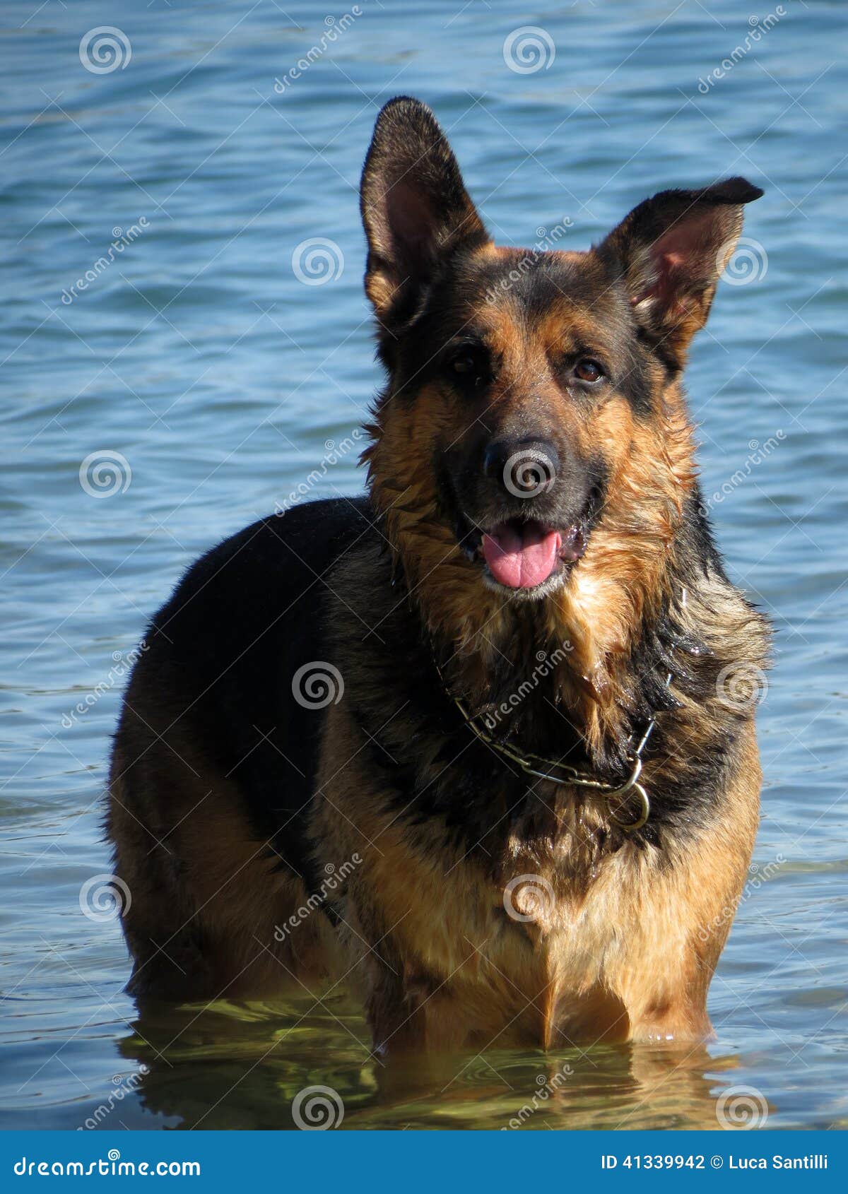 Happy German Shepherd Dog Playing in the Sea Stock Photo - Image of ...