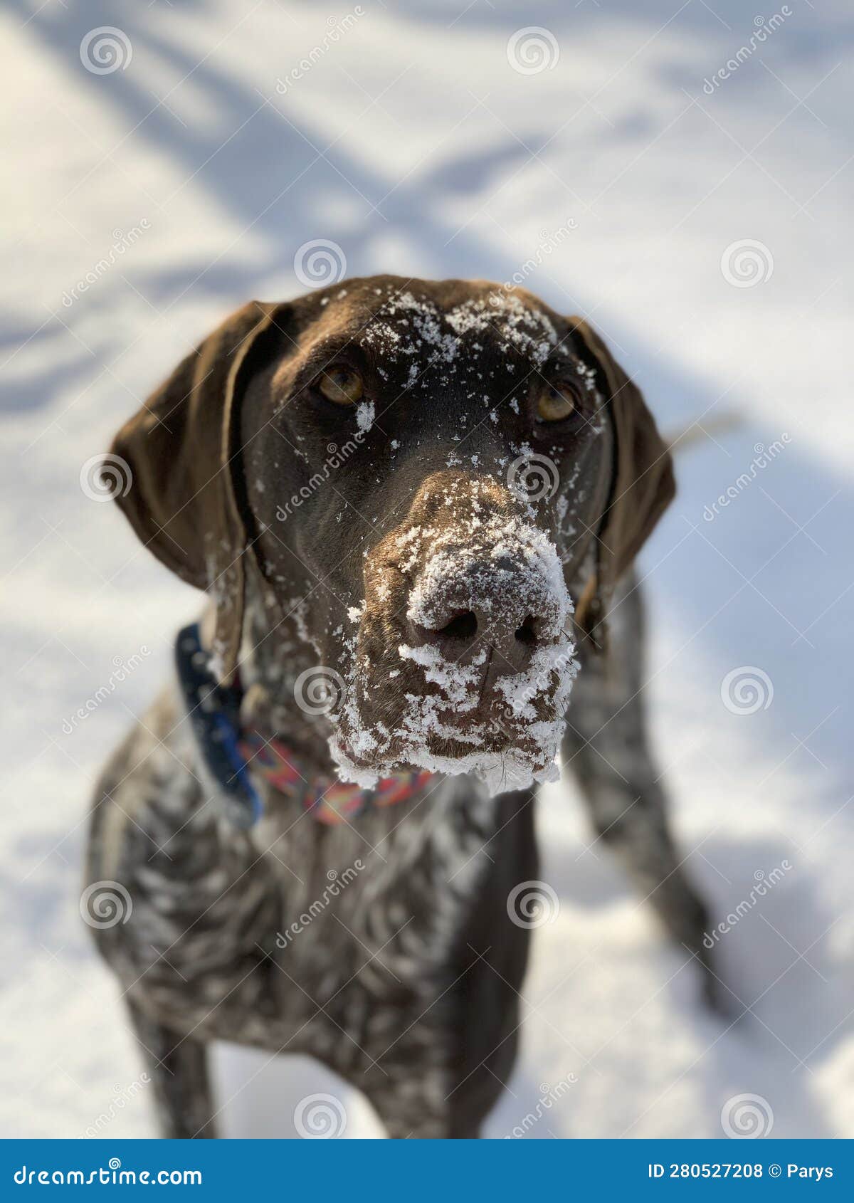 Happy German Shorthaired Pointer Dog Stock Photo - Image of outside ...