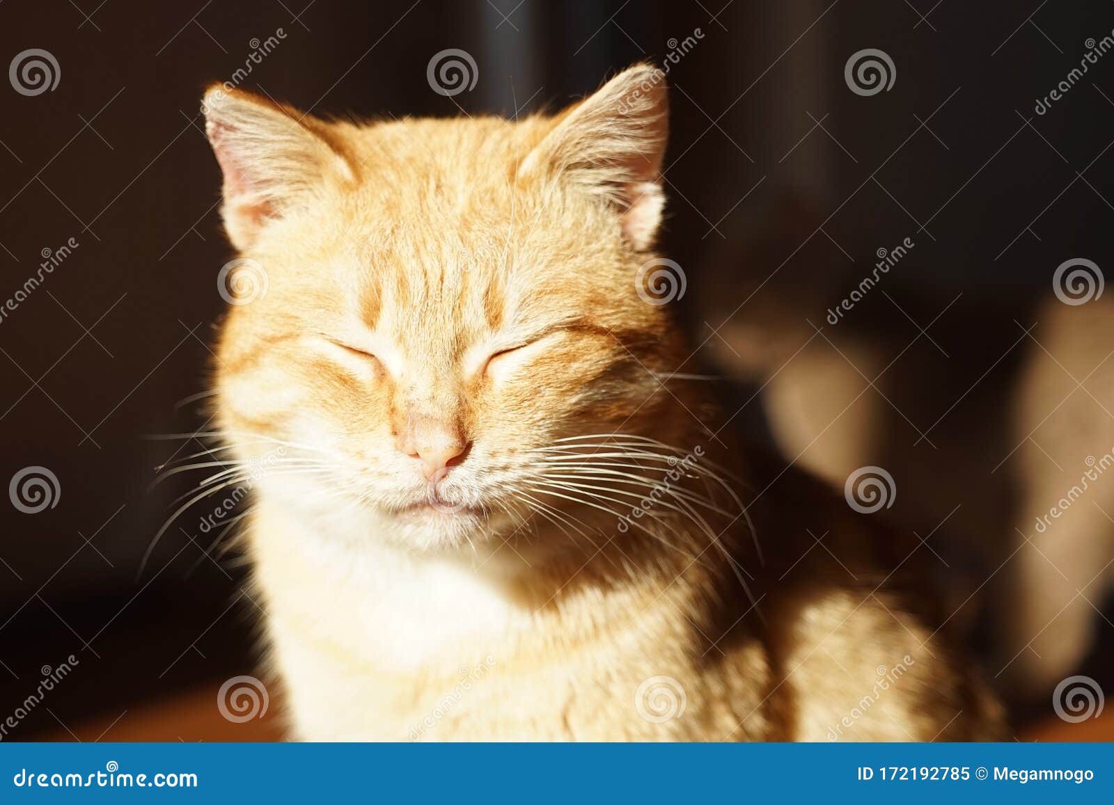 Happy Ginger Cat Face with Closed Eyes. Pet Portrait Stock Image ... Happy Ginger Cat Face with Closed Eyes. Pet Portrait Stock Image ...