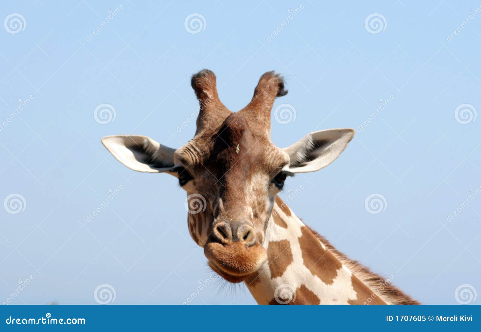 Happy giraffe stock image. Image of looking, friendly - 1707605