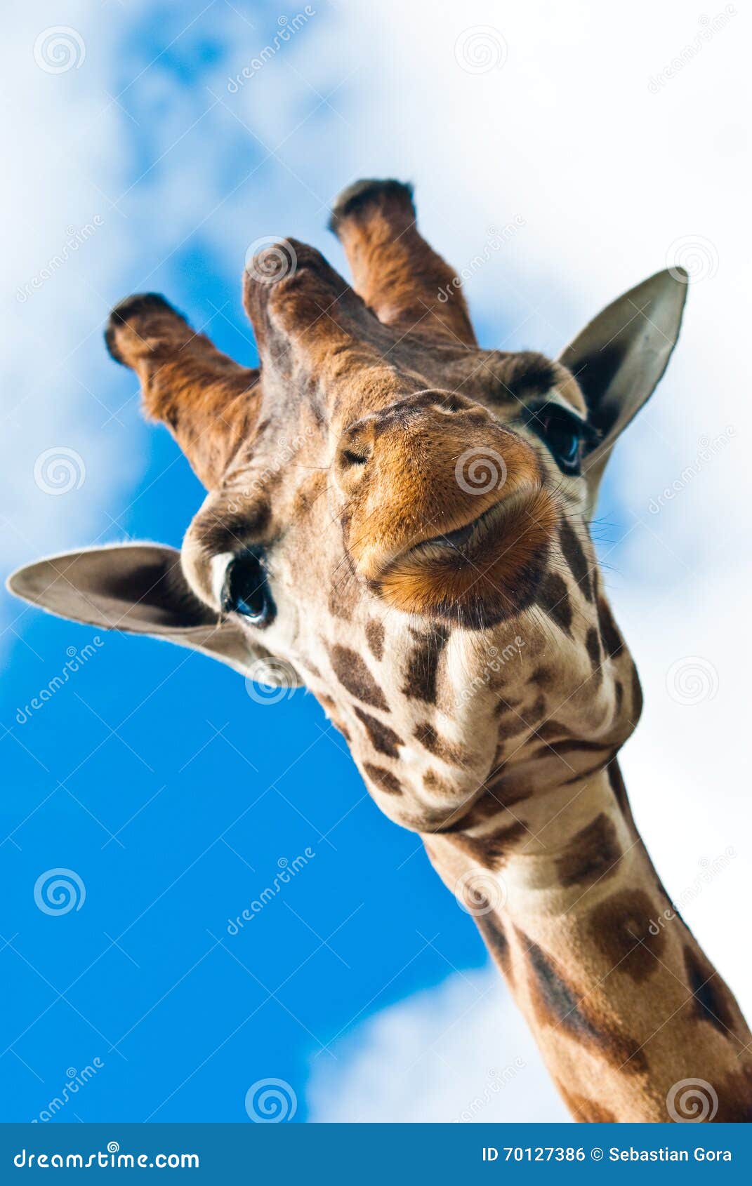 Happy giraffe stock photo. Image of neck, safari, head - 70127386