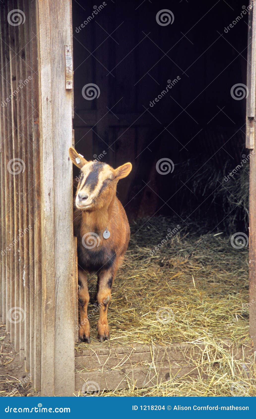 Happy Goat stock photo. Image of farming, aries, door - 1218204