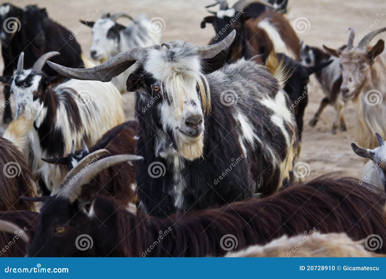 A happy goat stock photo. Image of scenery, nature, village - 20728910