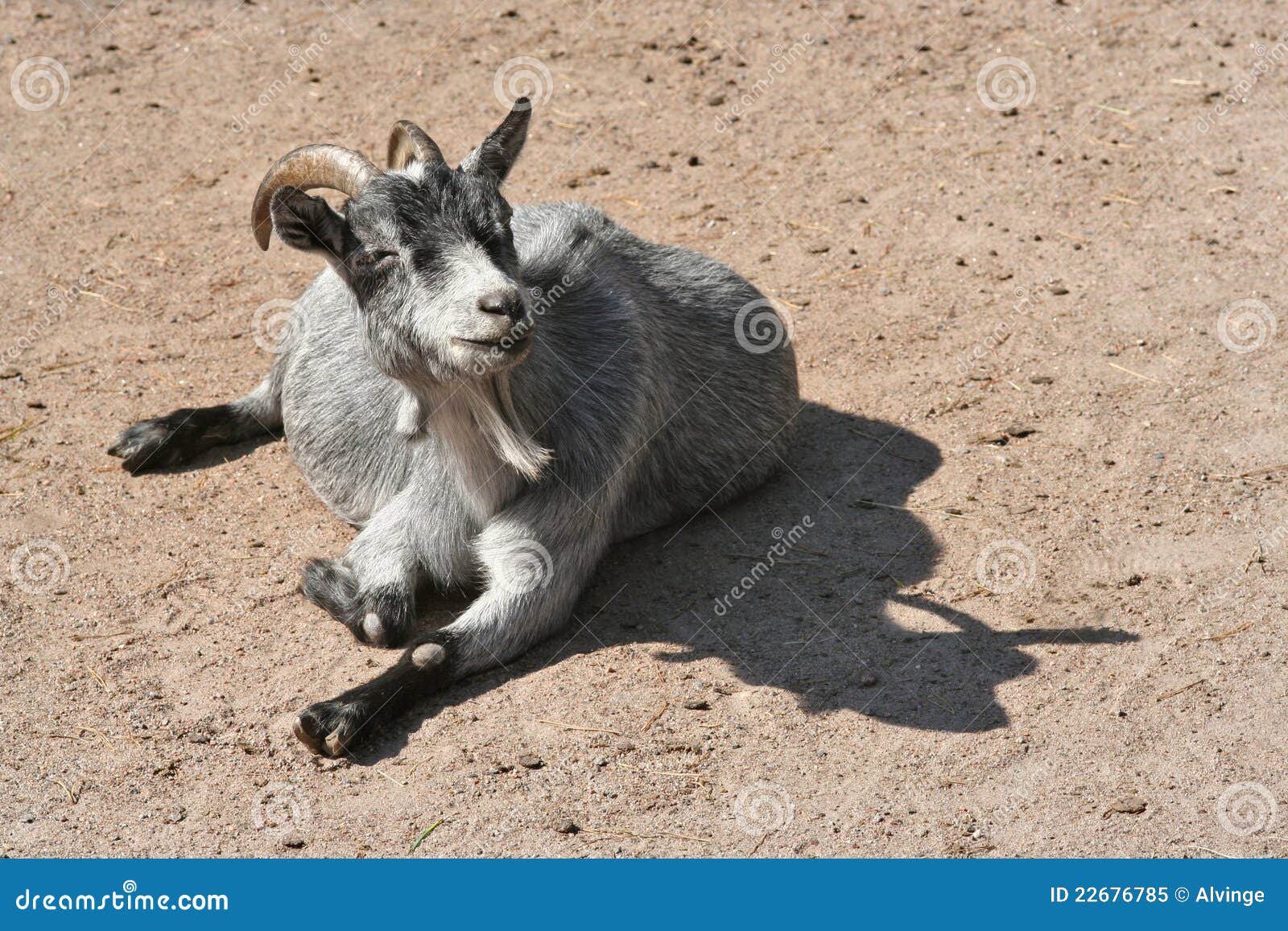 Happy Goat stock image. Image of pleasure, isolated, friendly - 22676785