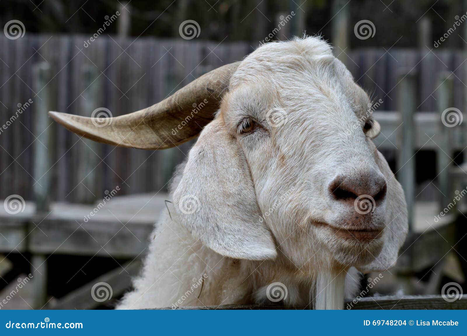 Happy Goat stock photo. Image of goat, face, goatee, smug - 69748204