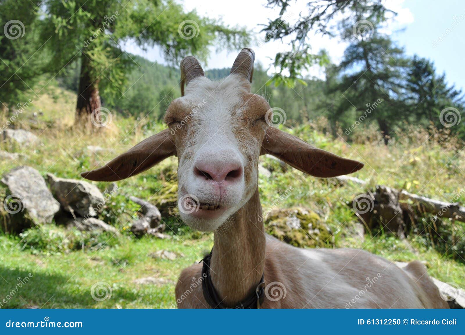 Happy goat stock photo. Image of outdoors, looking, goat - 61312250