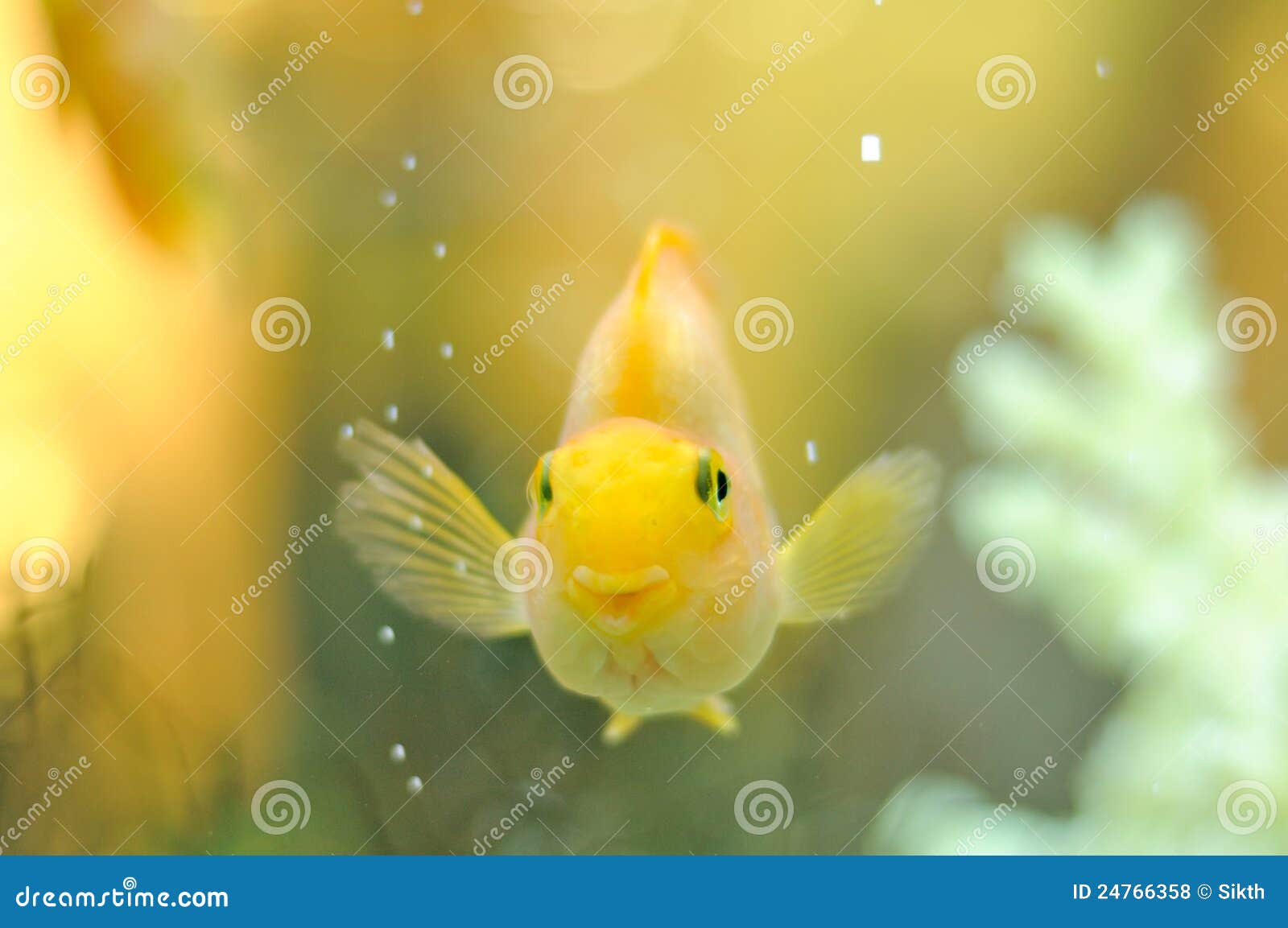 The Gold Parrot Is A Hybrid Of The Midas And The Redhead Cichlid. Its A ...