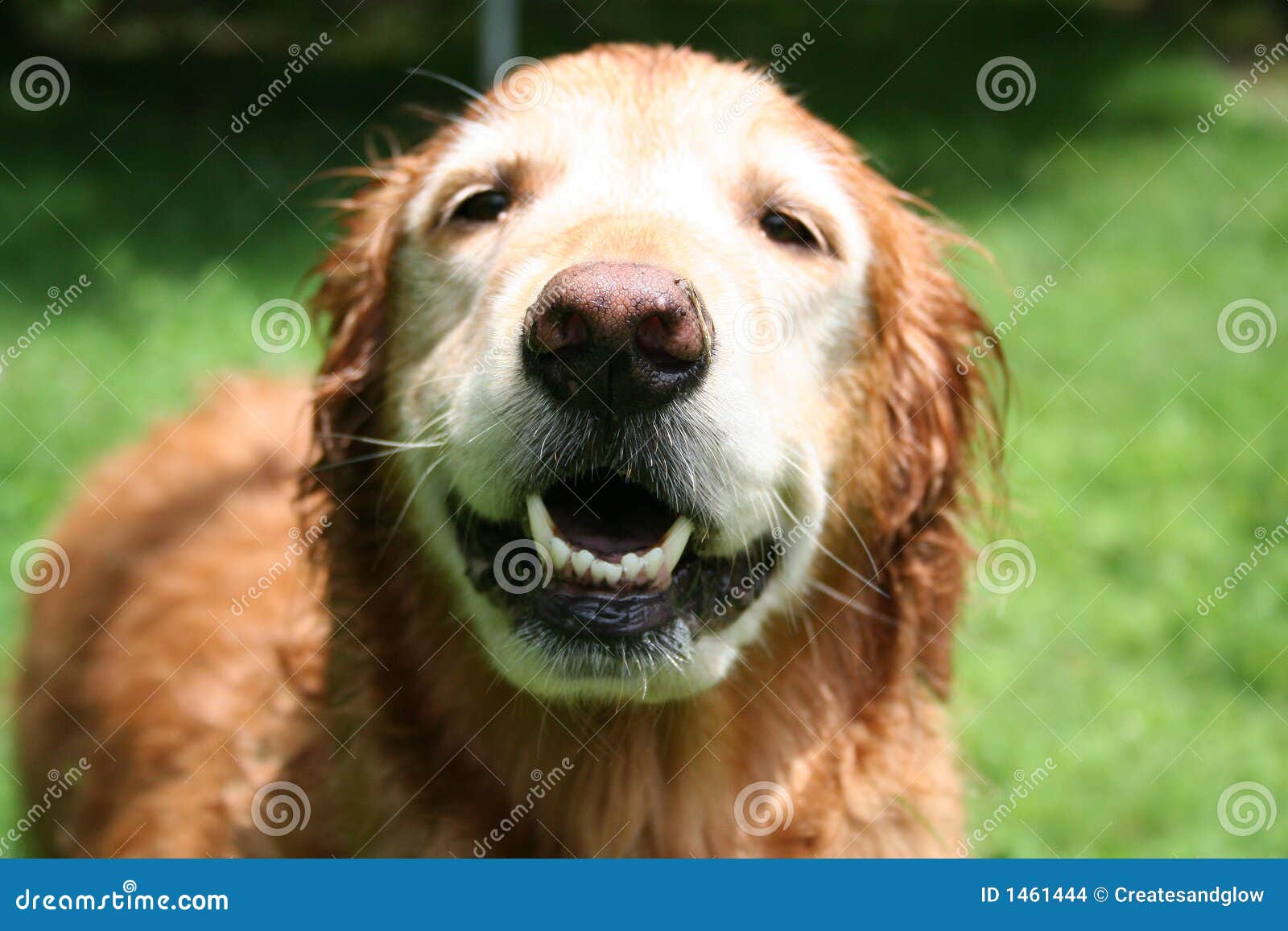 Happy Golden Retriever stock photo. Image of cute, retriever - 1461444