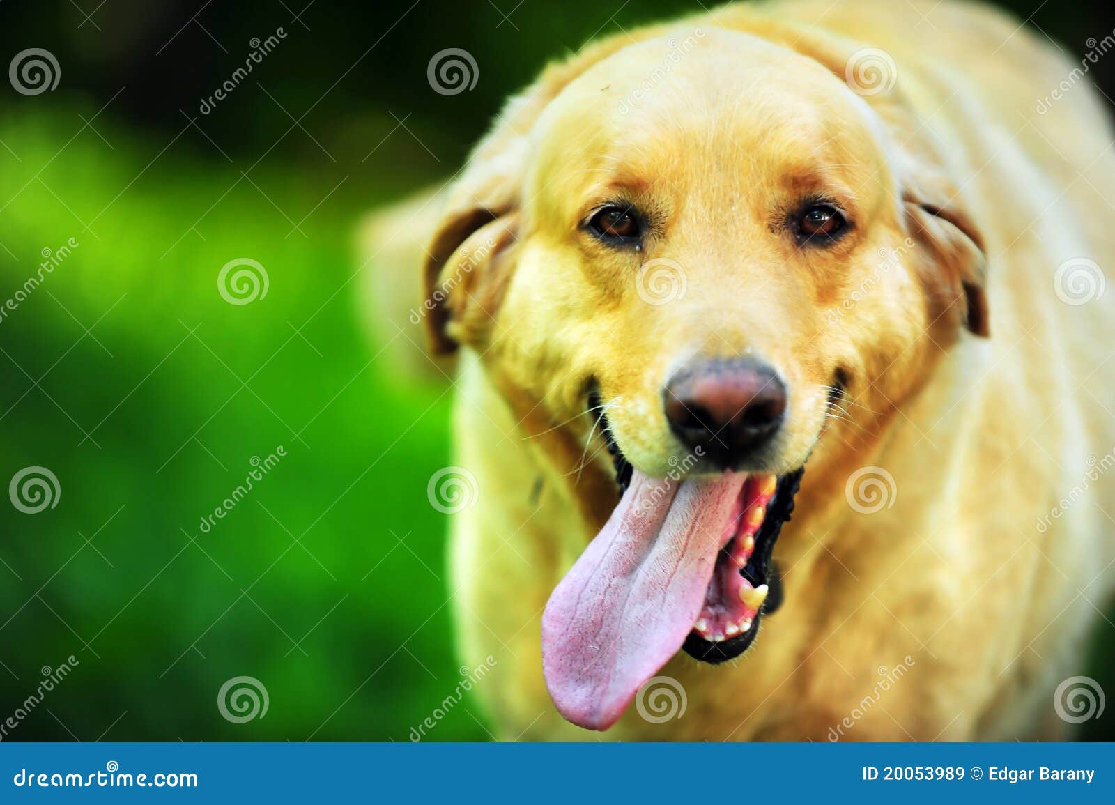 Happy Golden retriever stock image. Image of canine, play - 20053989
