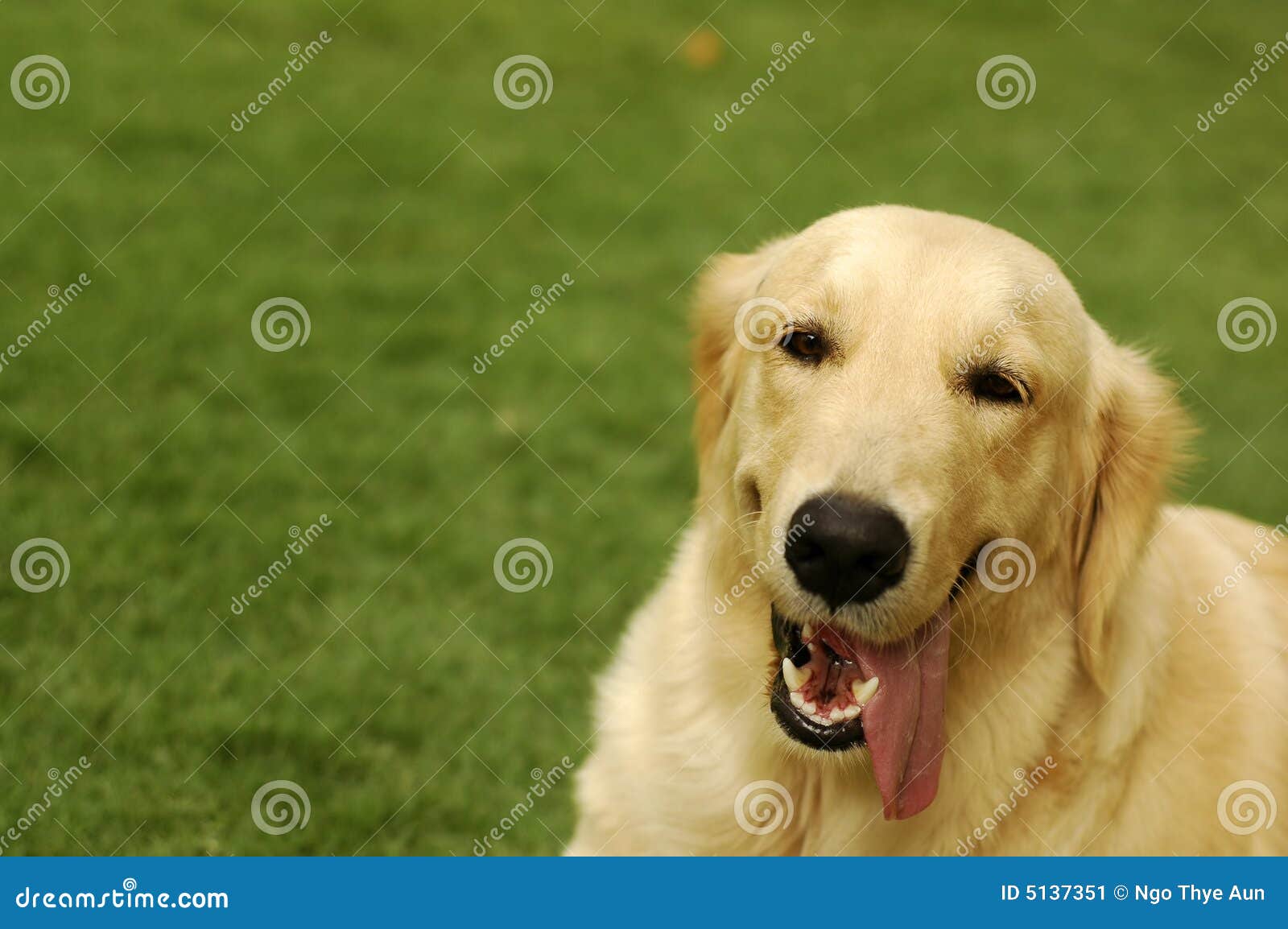 Happy Golden Retriever stock image. Image of smiling, golden - 5137351