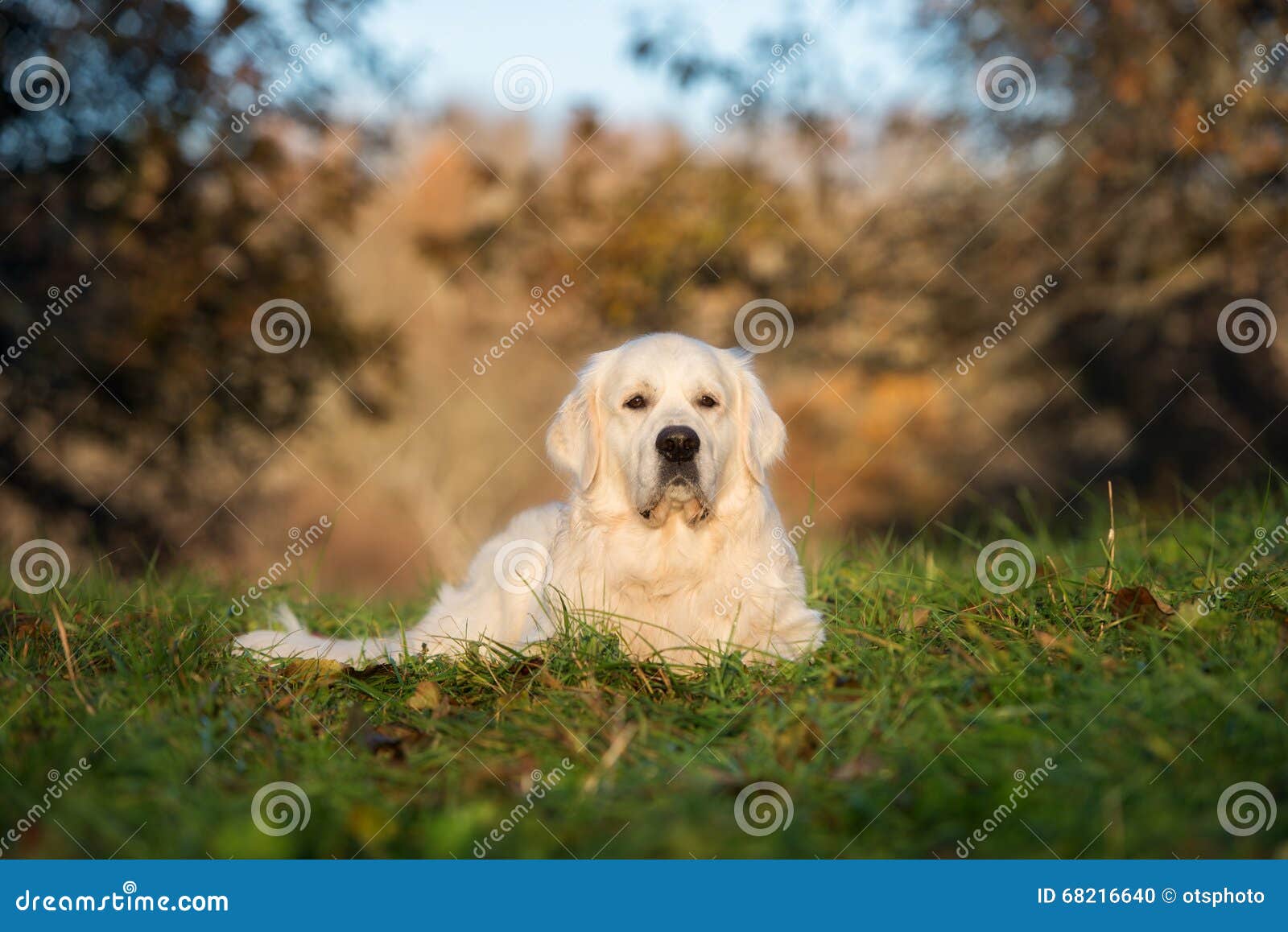 Happy Golden Retriever Dog Outdoors in Spring Stock Photo - Image of ...