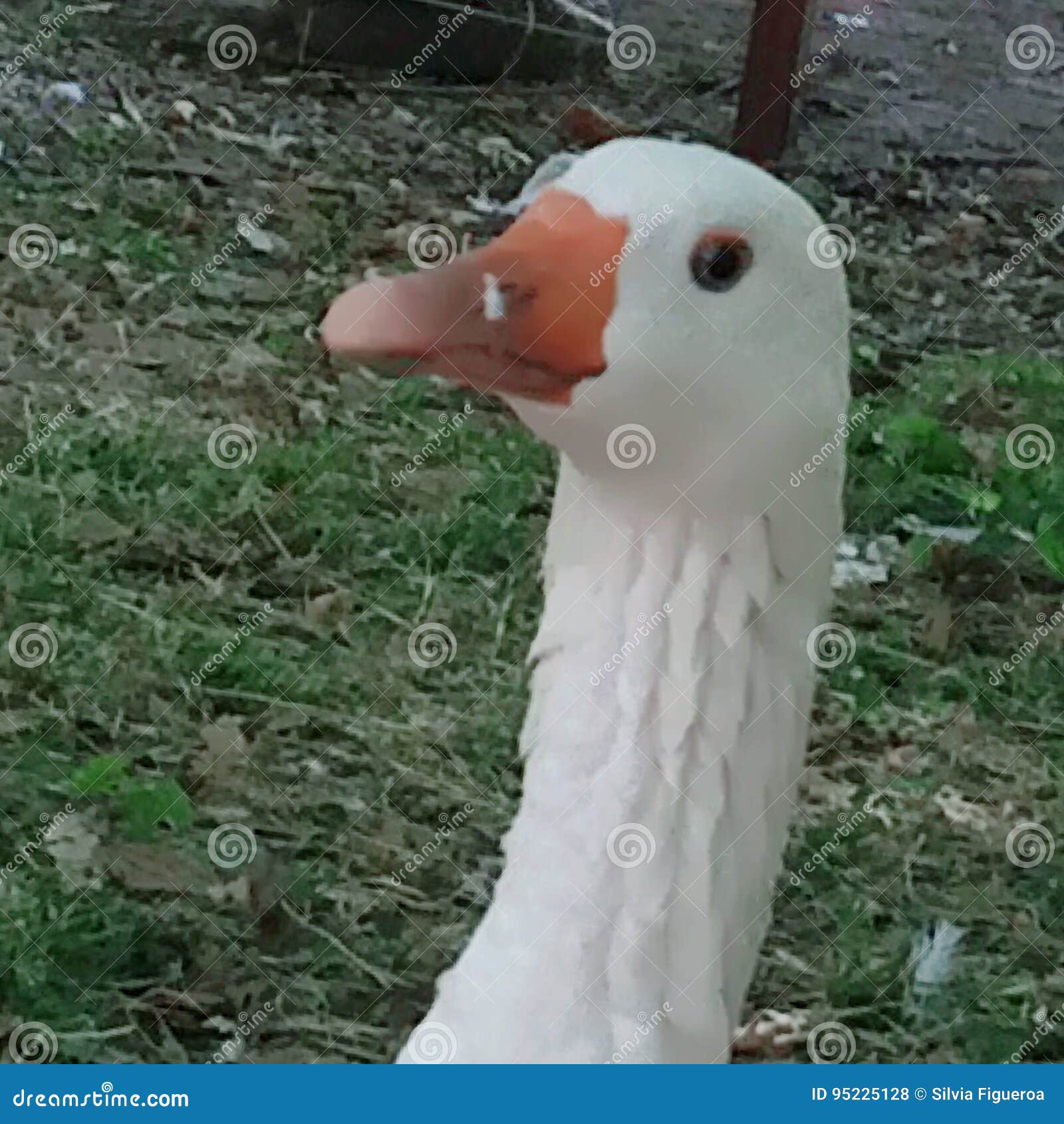 Happy goose stock photo. Image of empty, spend, city - 95225128