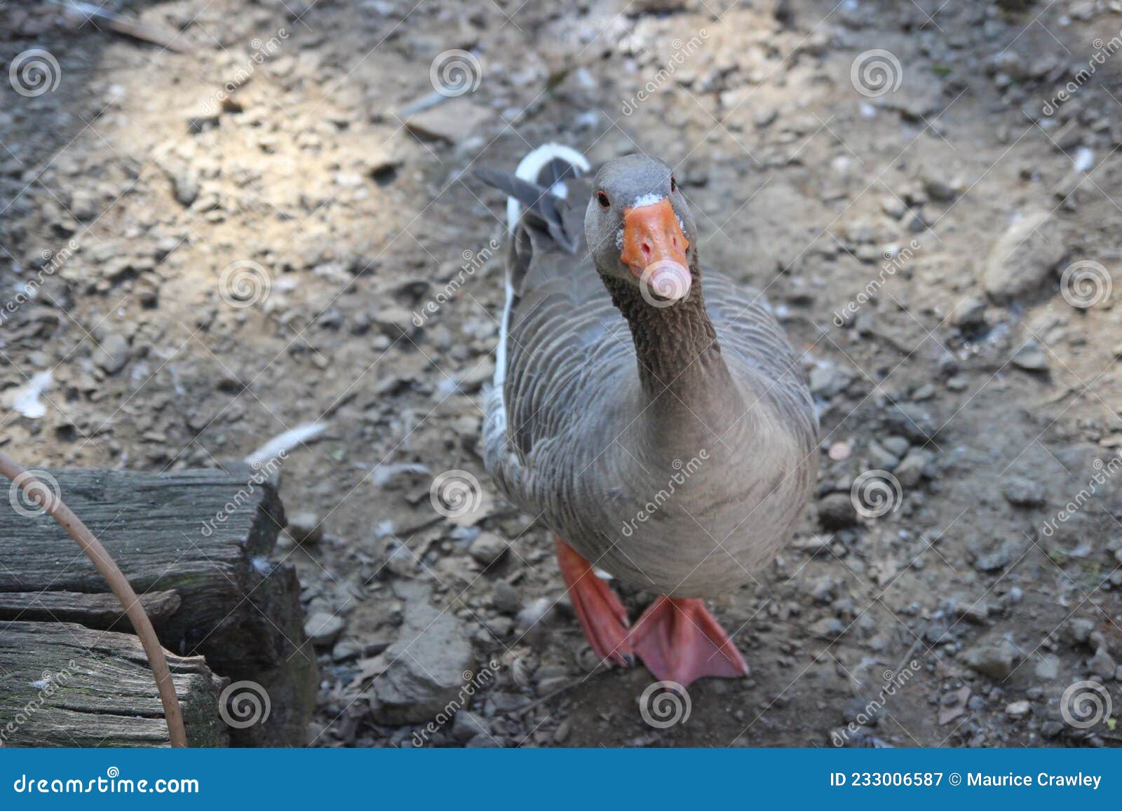Happy Goose Posing for a Picture Stock Image - Image of nature, chicken ...