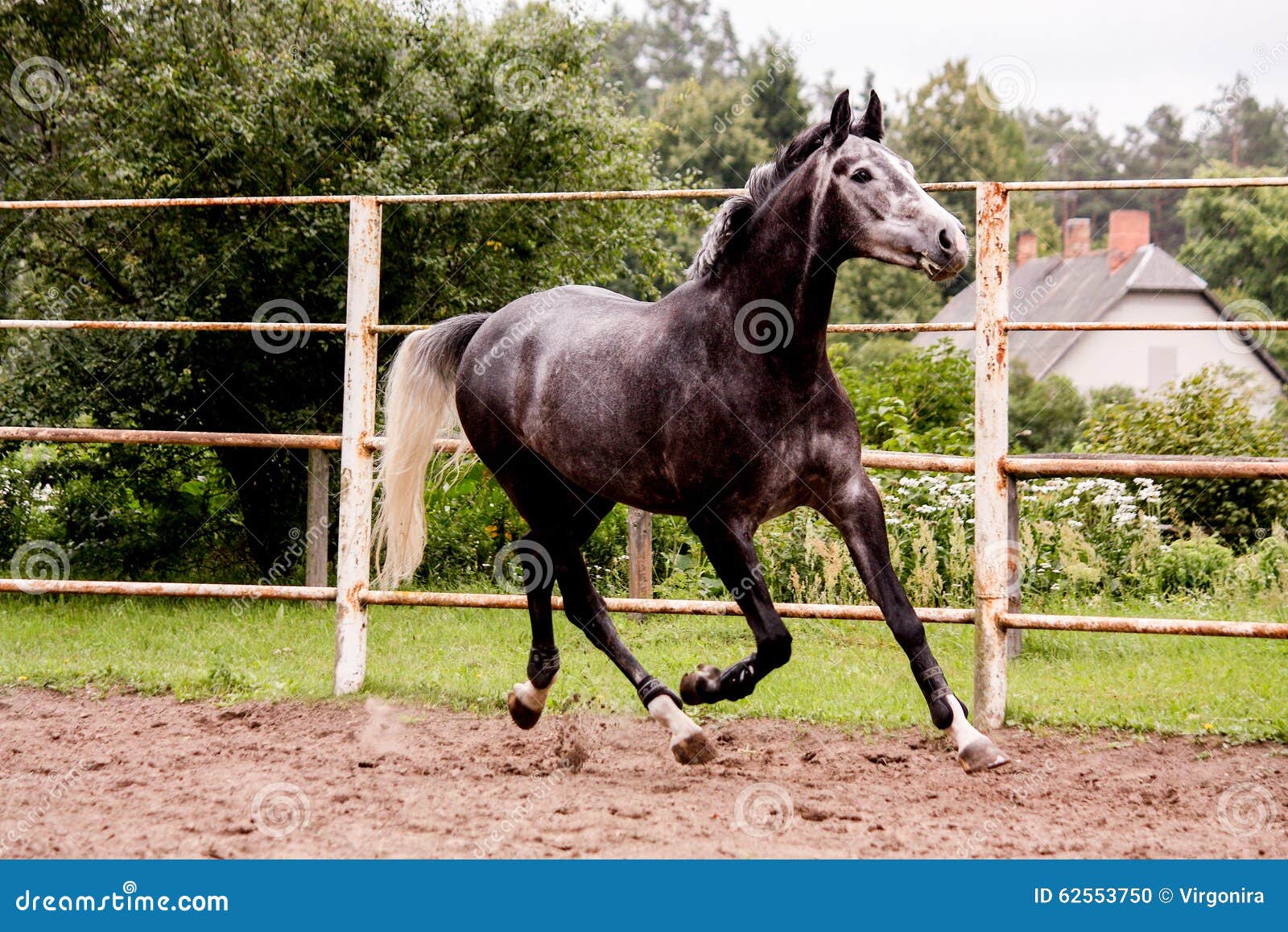Happy Gray Horse Running in Paddock in Summer Stock Photo - Image of ...