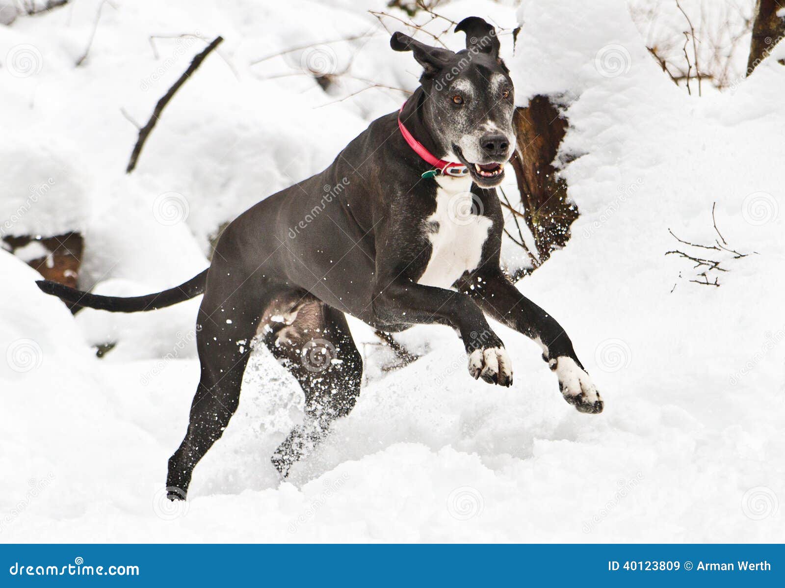 Happy Great Dane stock image. Image of snow, dane, adventure - 40123809