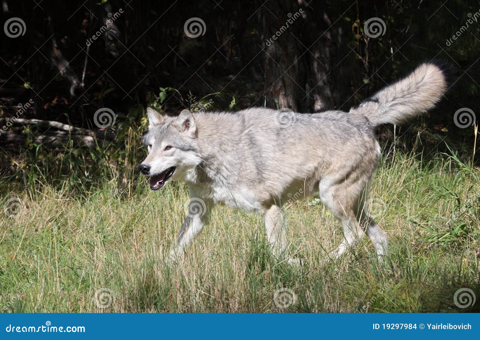 Happy grey wolf stock photo. Image of carnivore, lupus - 19297984