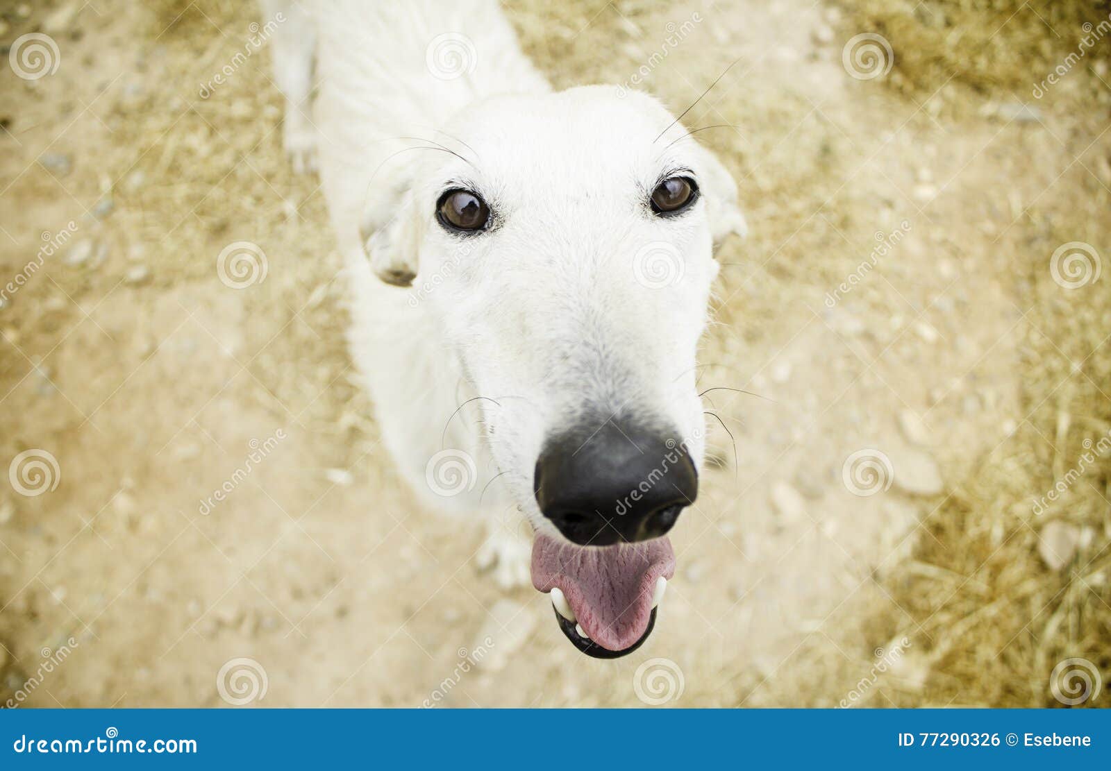 Happy Greyhound stock photo. Image of puppy, facing, levriero - 77290326