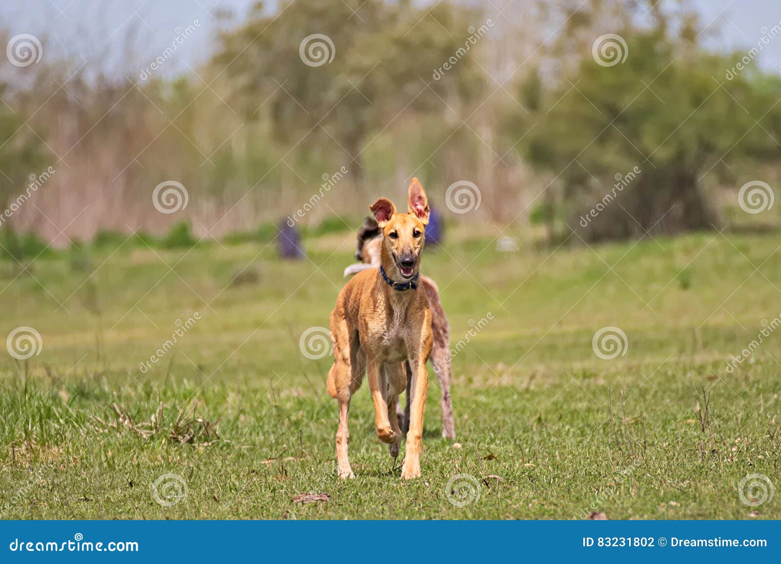 Happy Greyhounds on a Field in Argentina Stock Photo - Image of hound ...