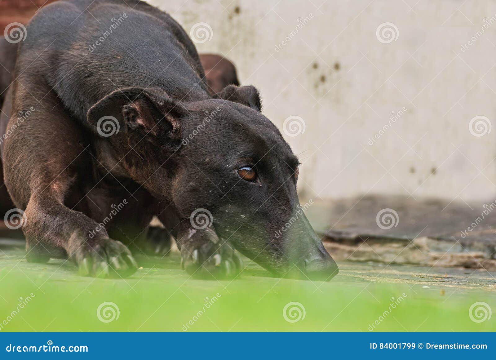 Happy Greyhounds on a Field in Argentina Stock Image - Image of ...