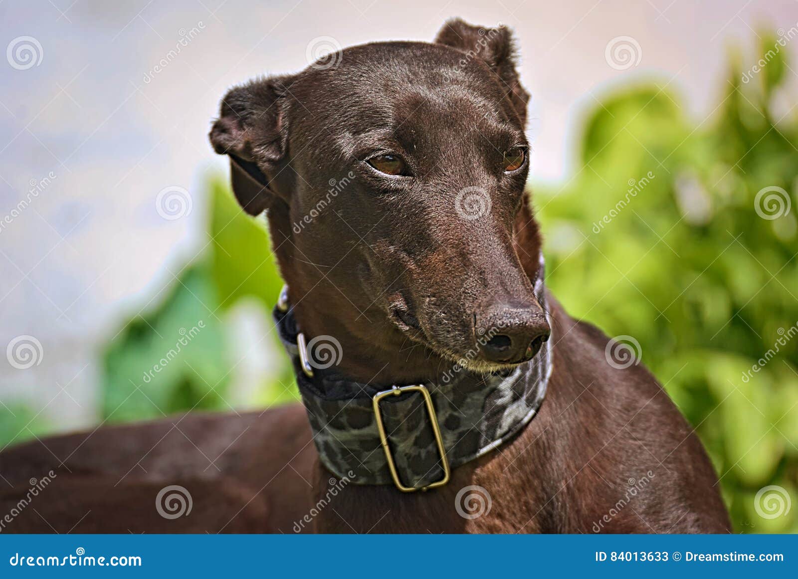 Happy Greyhounds on a Field in Argentina Stock Image - Image of beauty ...